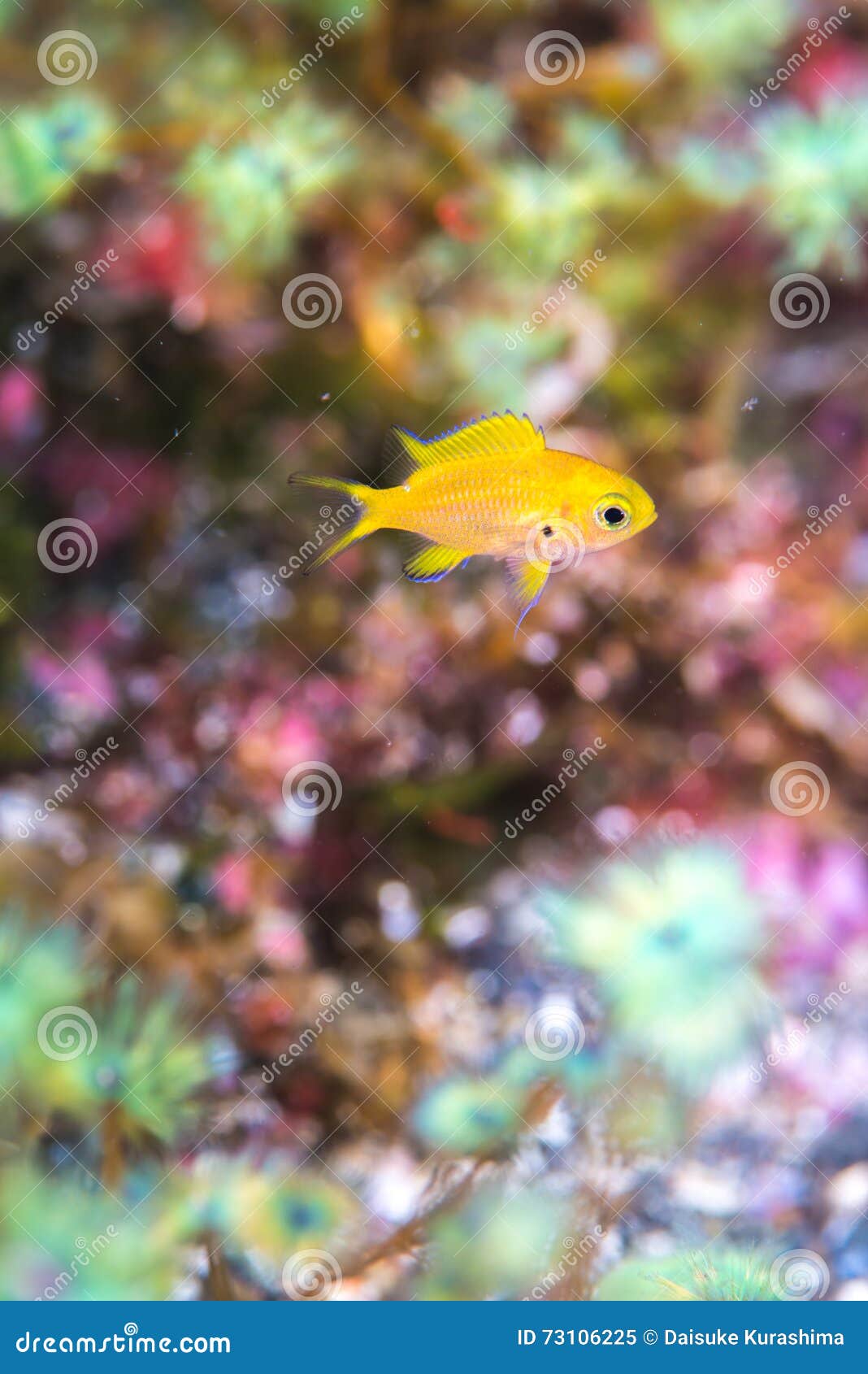 Chromis Durch Bestellung Sabellida Stockbild - Bild von bali, ufer ...