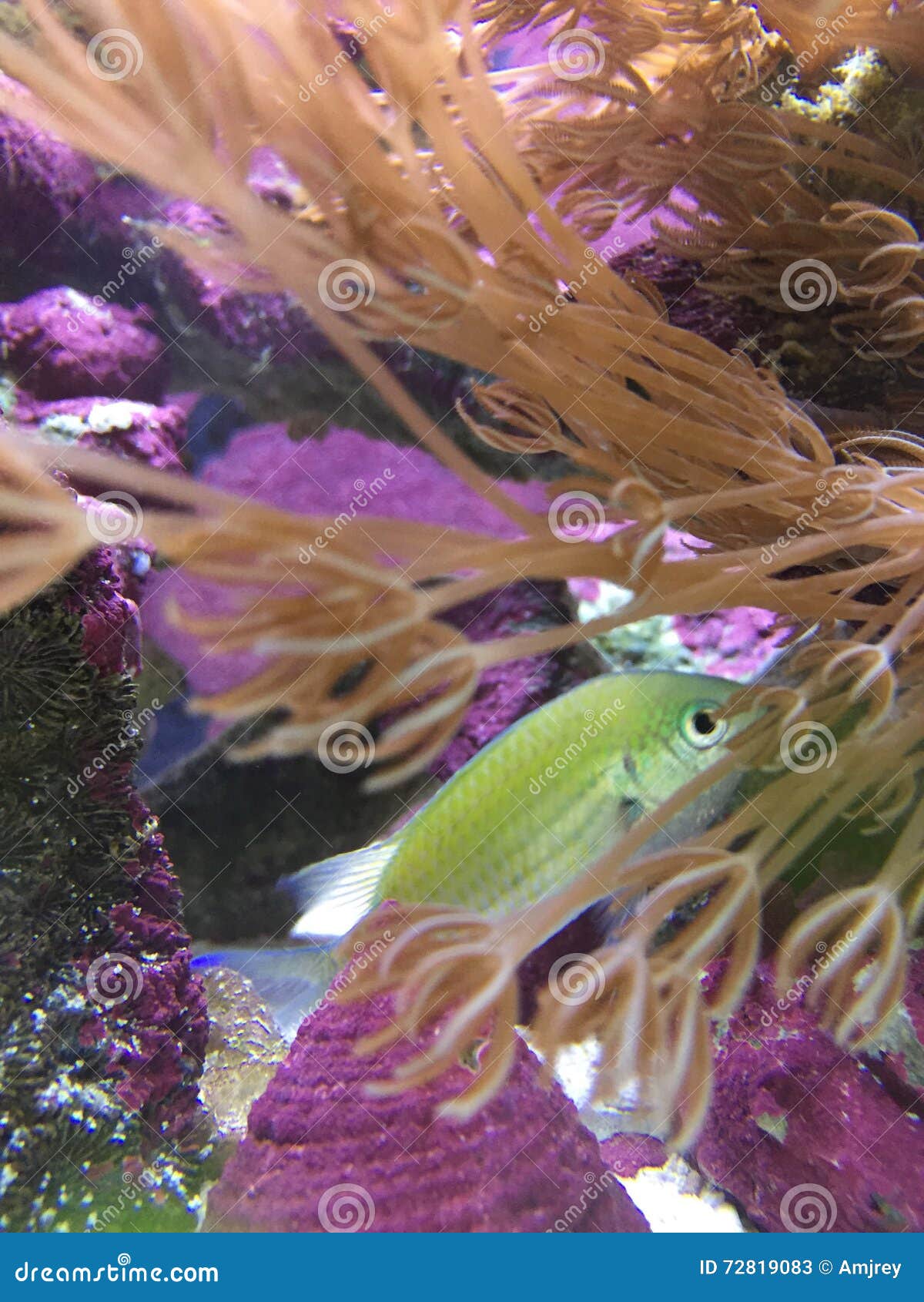 Chromis Viridis in Soft Coral Stock Image - Image of coral, chromis ...