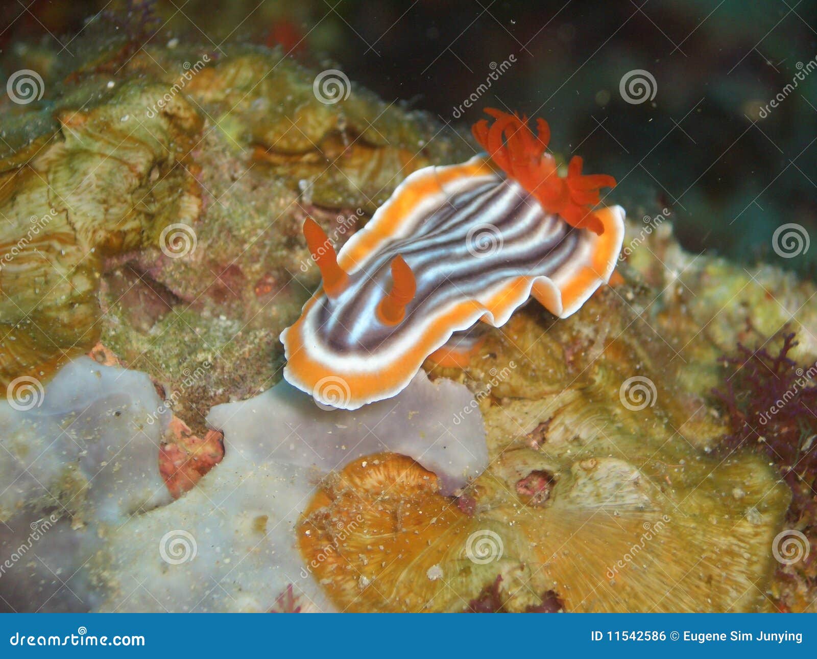 Chromodoris magnifica stock photo. Image of scuba, chromodorididae ...