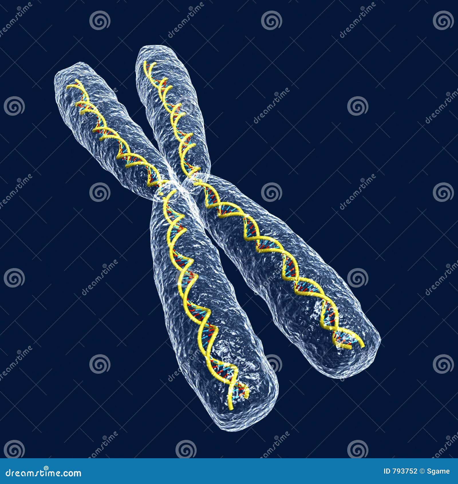 Chromosom stock abbildung. Illustration von menschlich - 793752