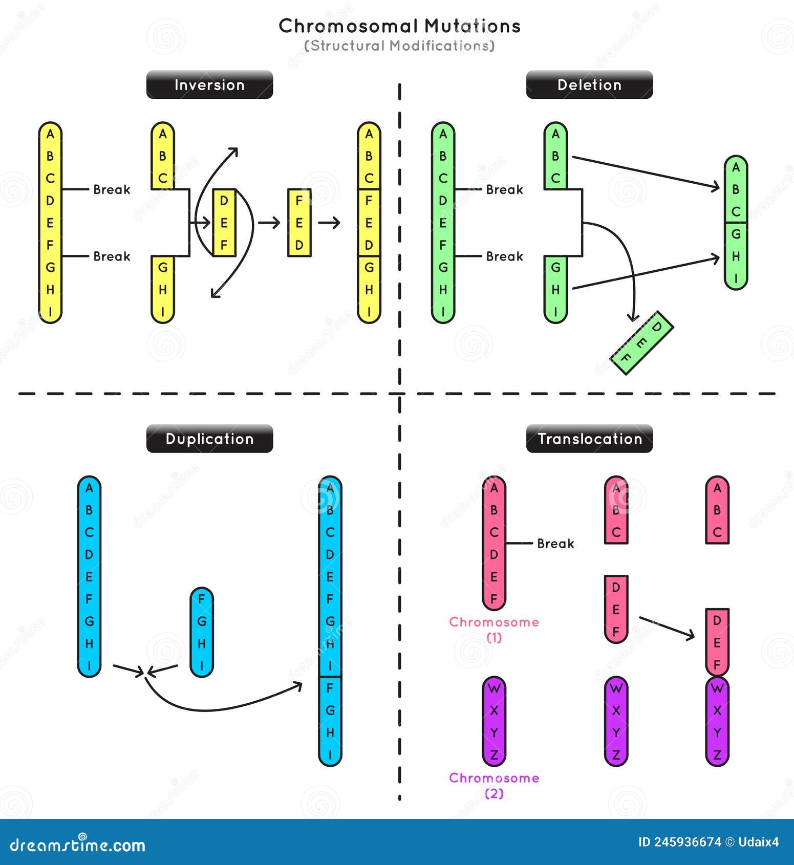 Chromosomal Mutations Structural Modifications Infographic Diagram ... Chromosomal Mutations Structural Modifications Infographic Diagram ...