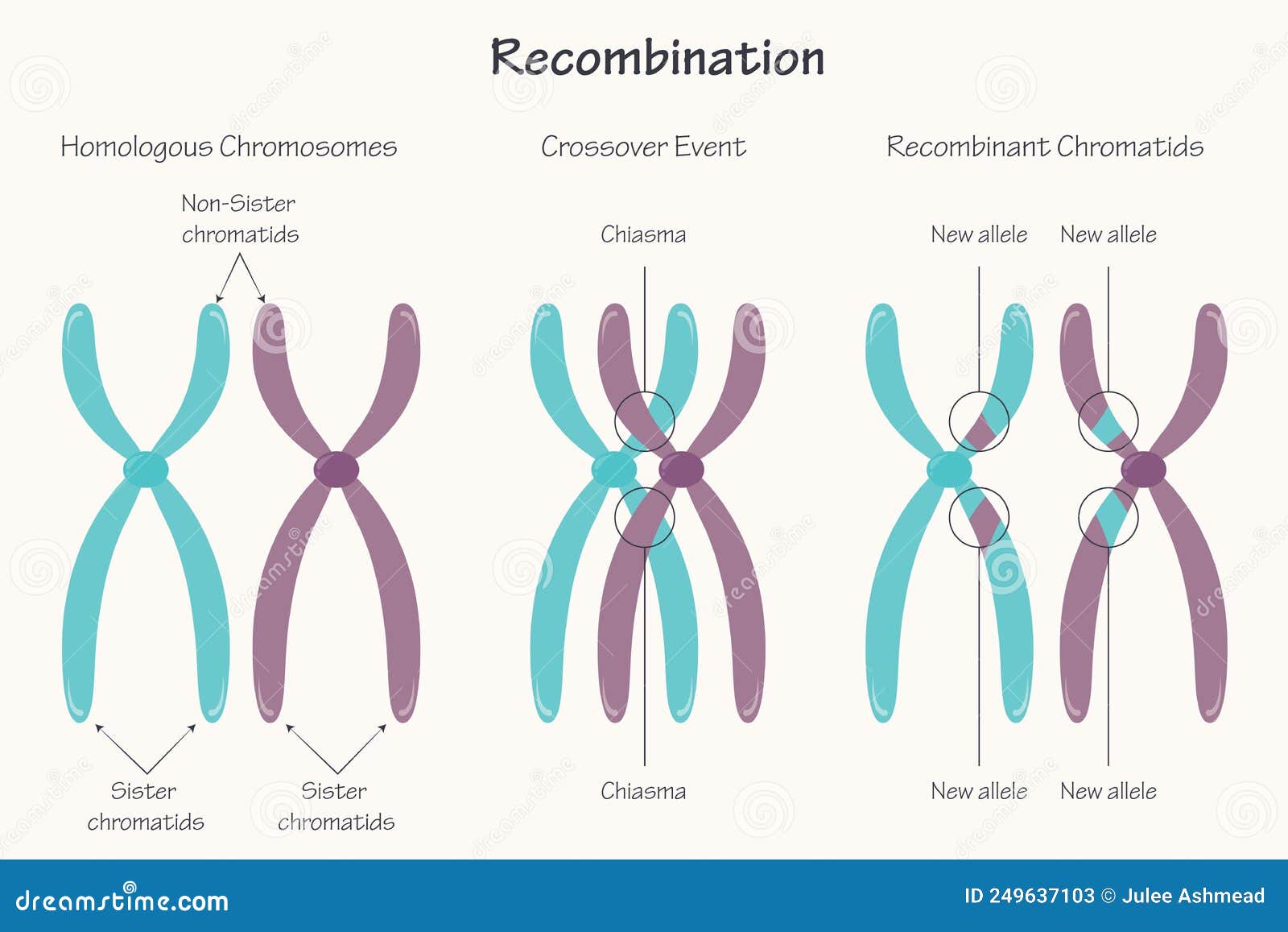 Chromosomal Crossover. Maternal & Paternal Homologous Chromosomes ...