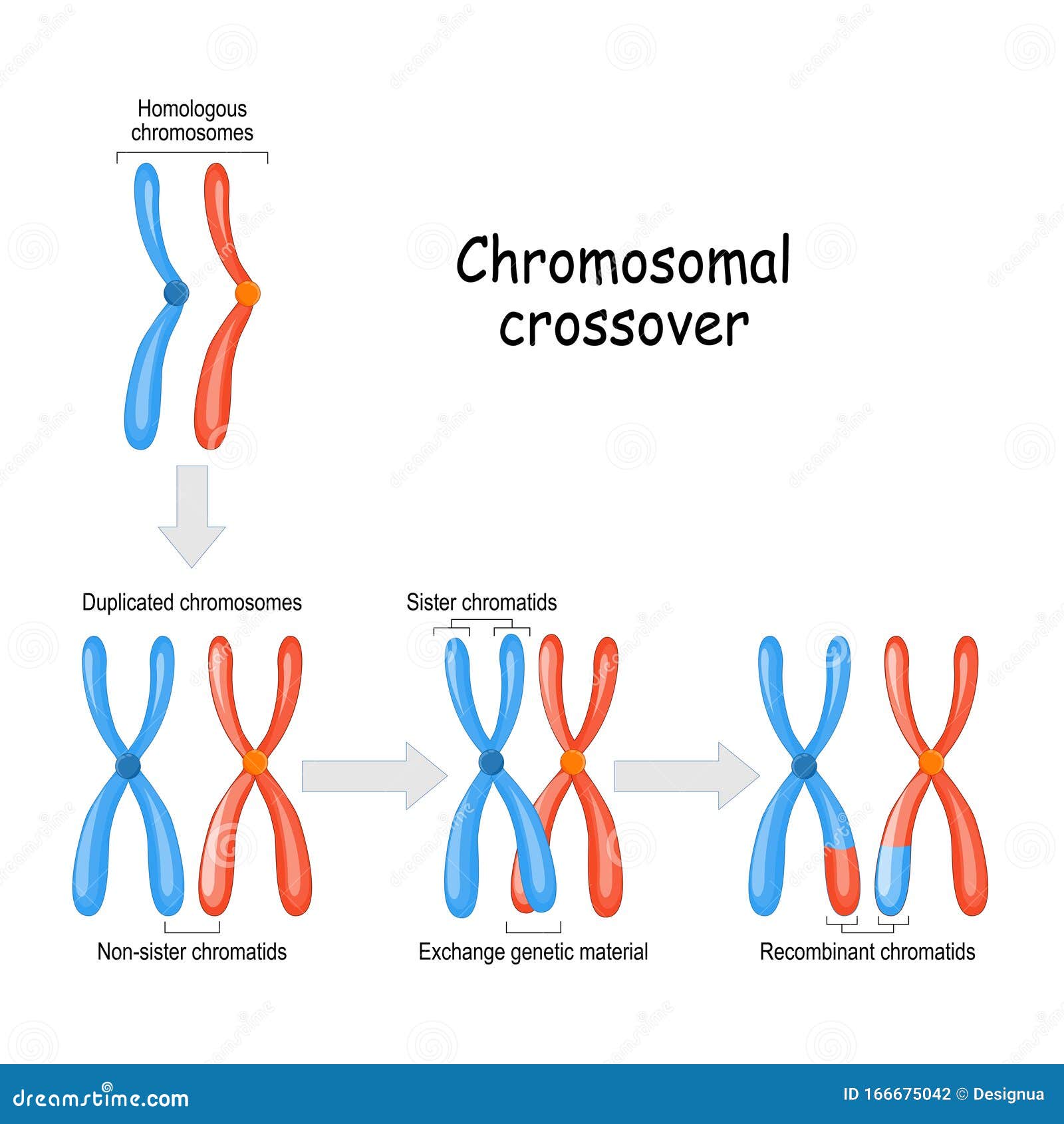 Chromosomale Crossover Homologe Chromosomen Voor Moeder En Moeder