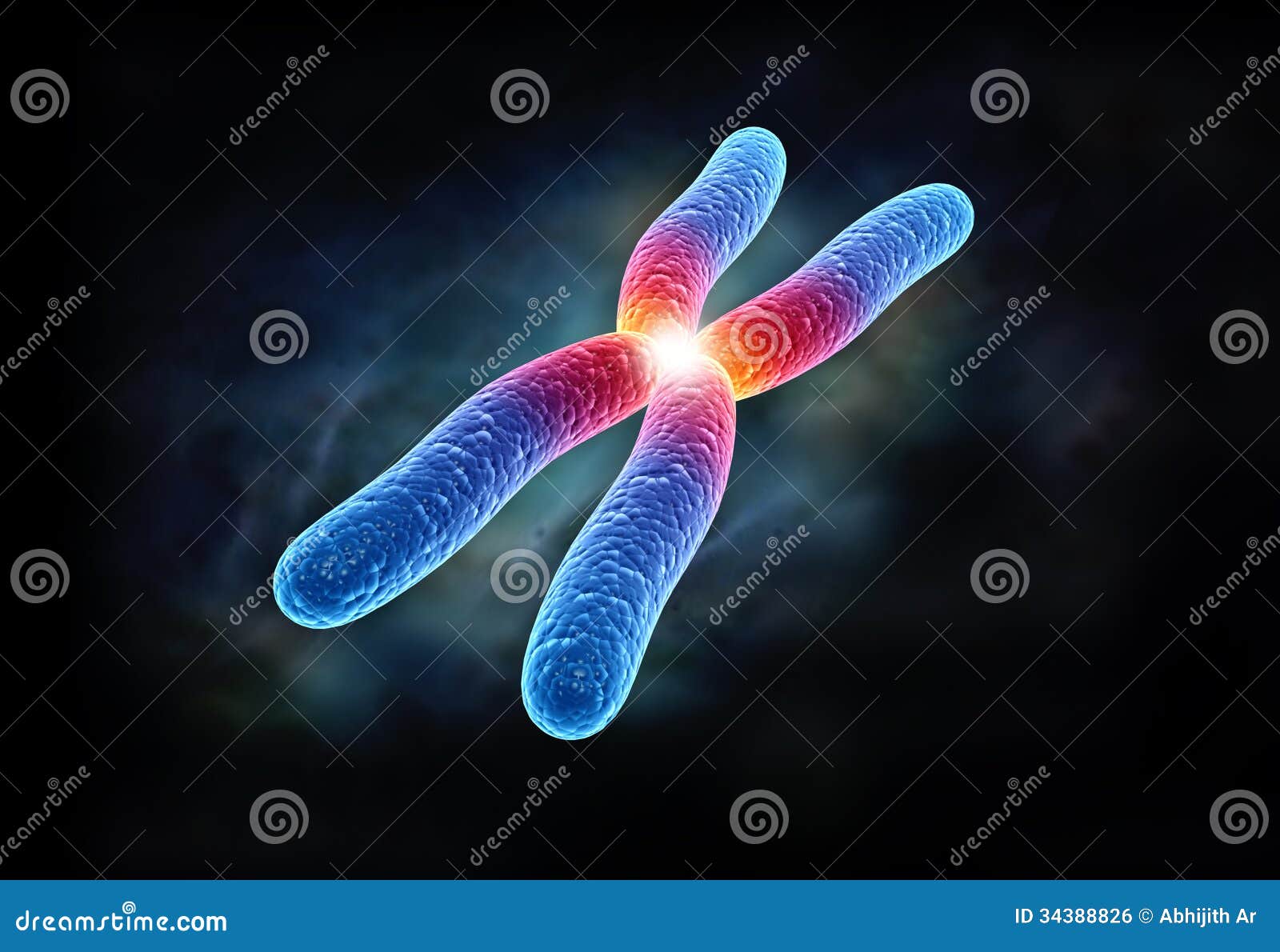 Chromosome stock photo. Image of petal, organism, health - 34388826