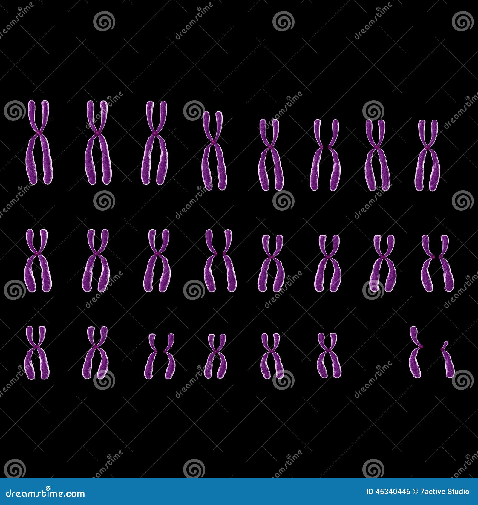 Chromosome humain illustration stock. Illustration du était - 45340446