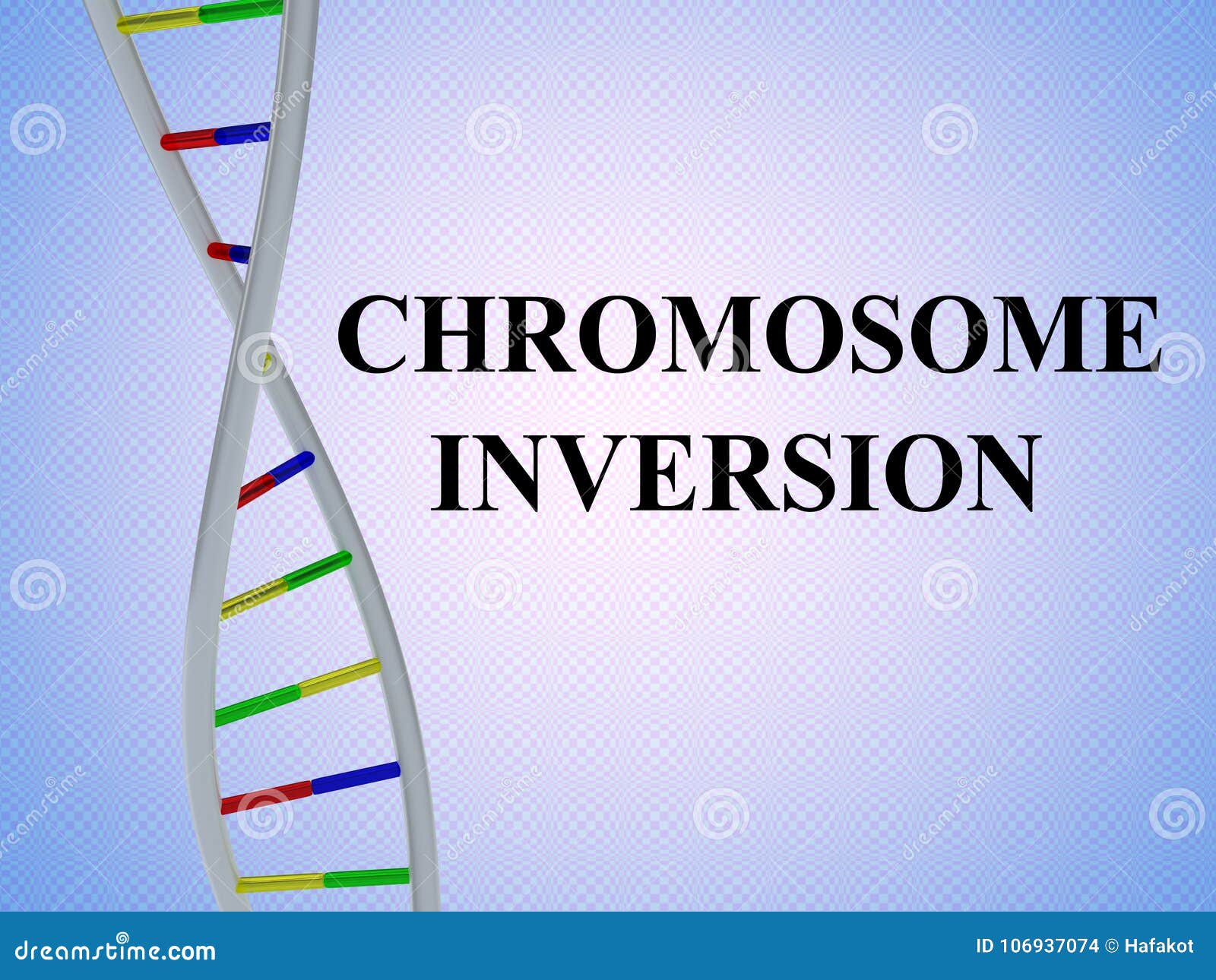 CHROMOSOME INVERSION Concept Stock Illustration - Illustration of ...