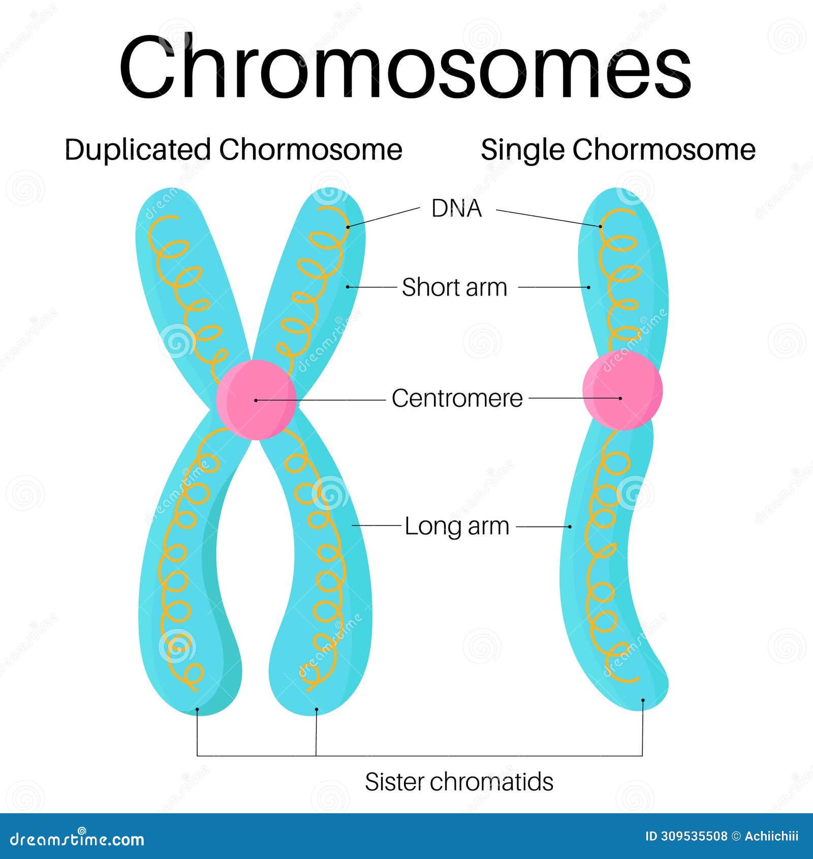 Structure Of Gene And Chromosome. Vector Illustration | CartoonDealer ...