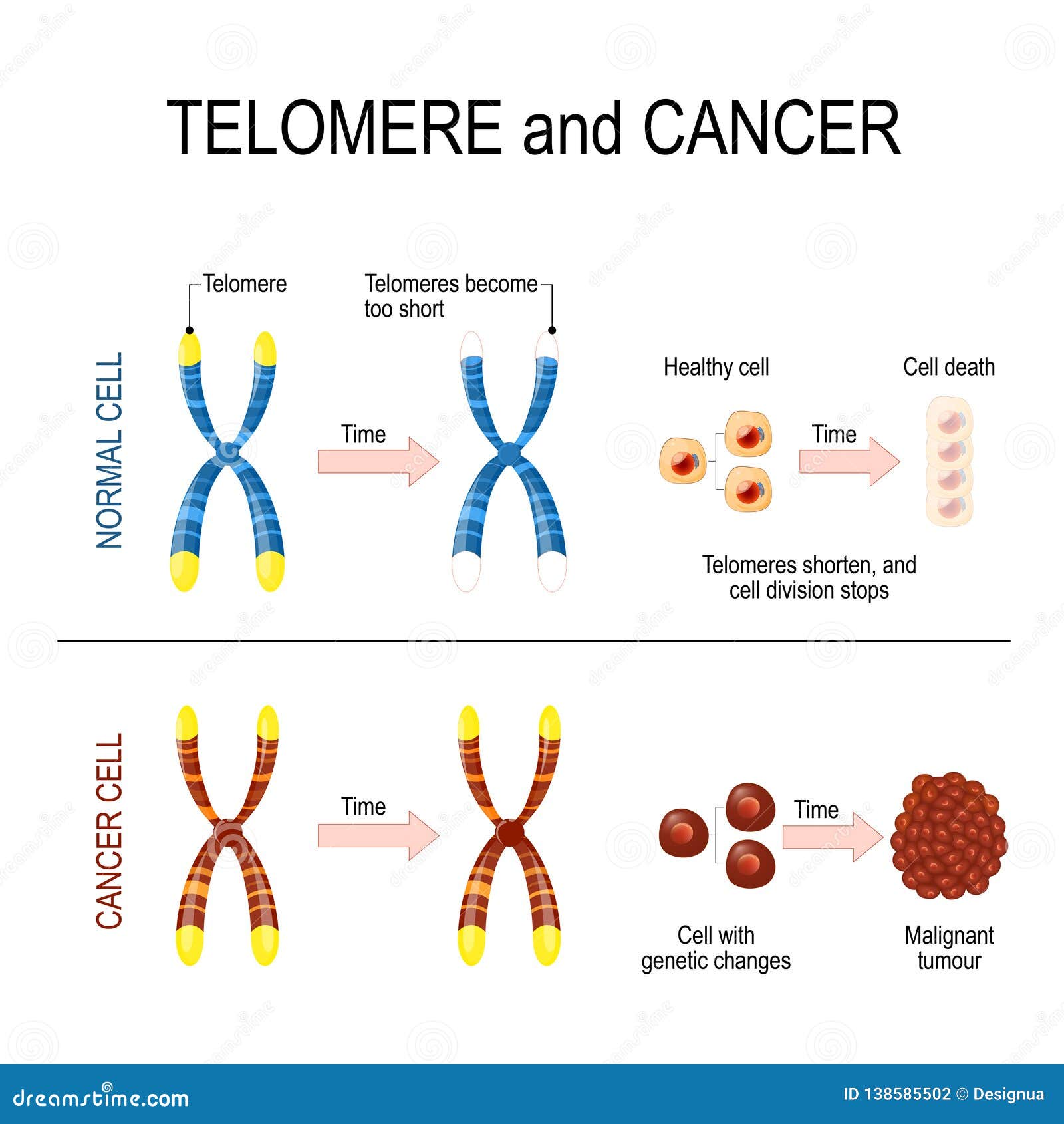 Telomeres Shorten With Age Diagram Vector Illustration | CartoonDealer ... Telomeres Shorten With Age Diagram Vector Illustration | CartoonDealer ...