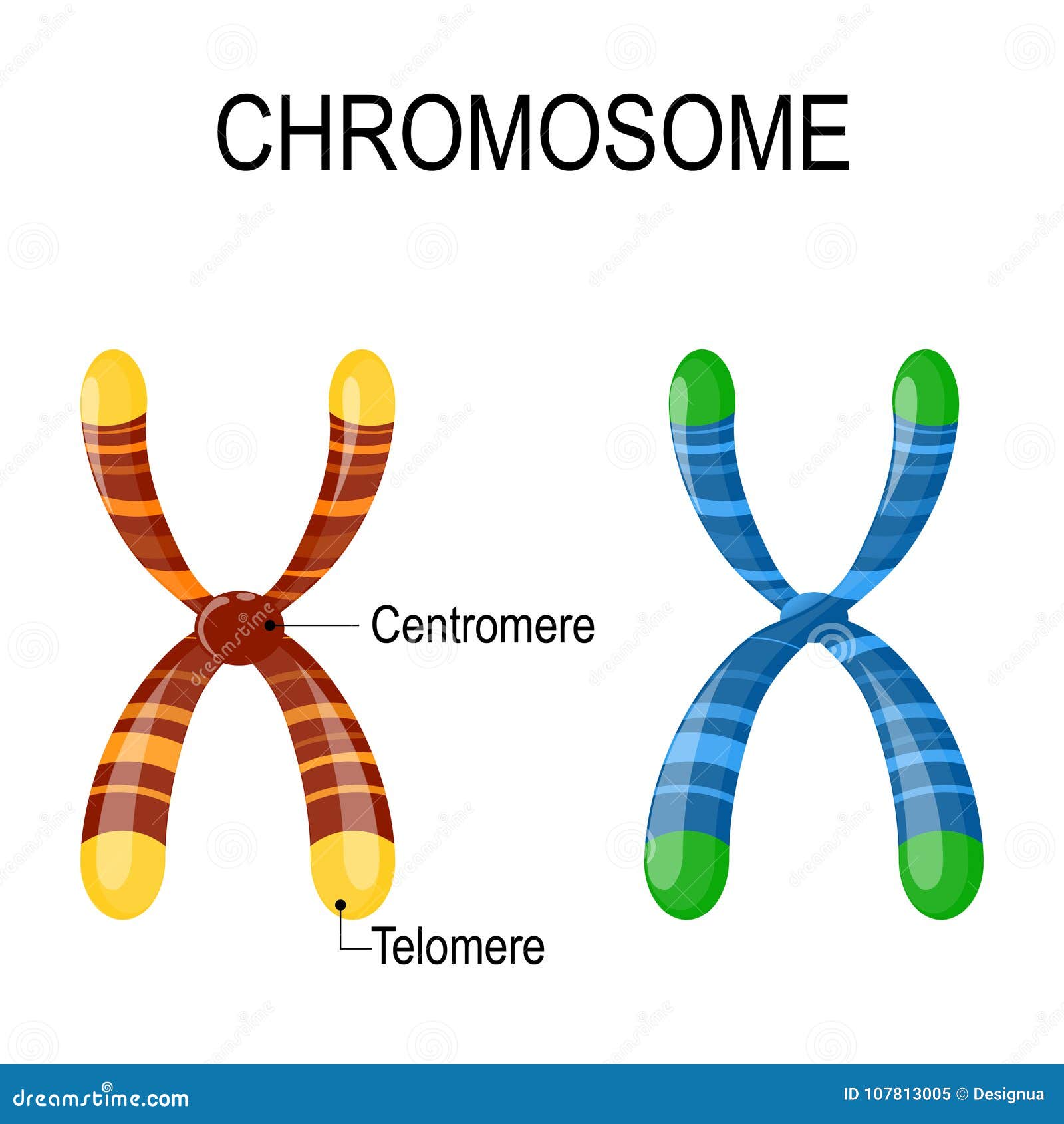 Chromosomen