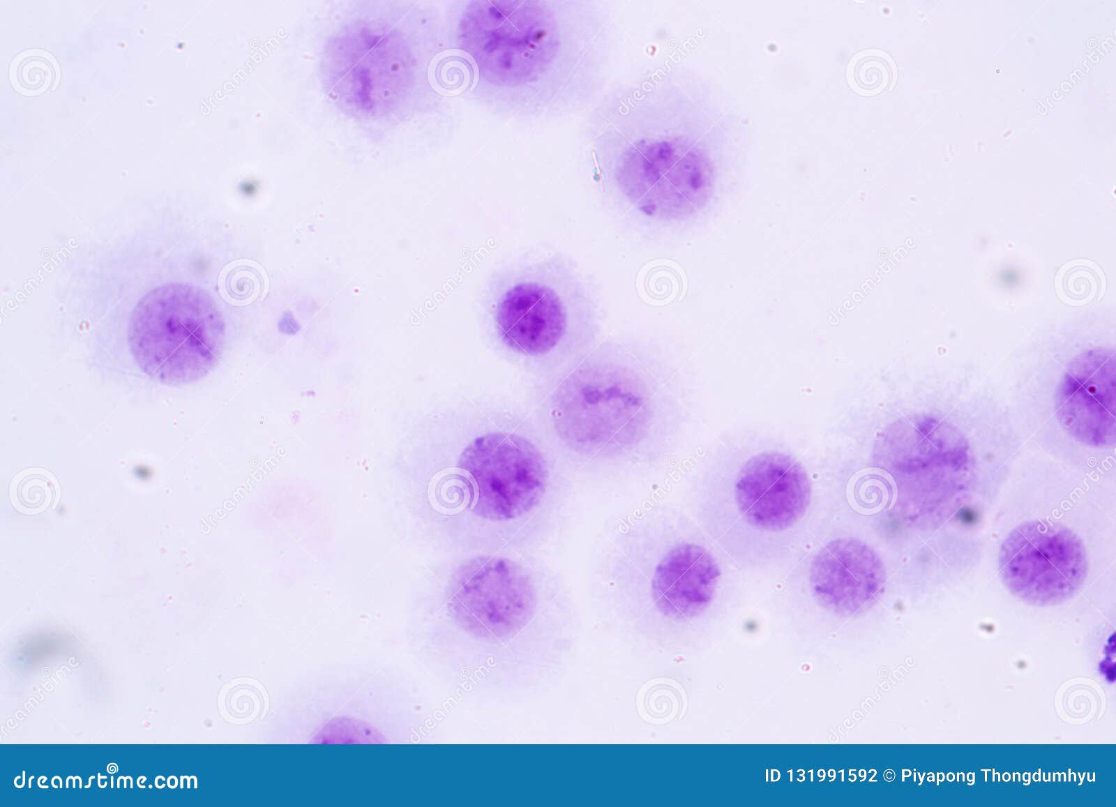Chromosomes Human Under the Microscope for Education. Stock Photo ...