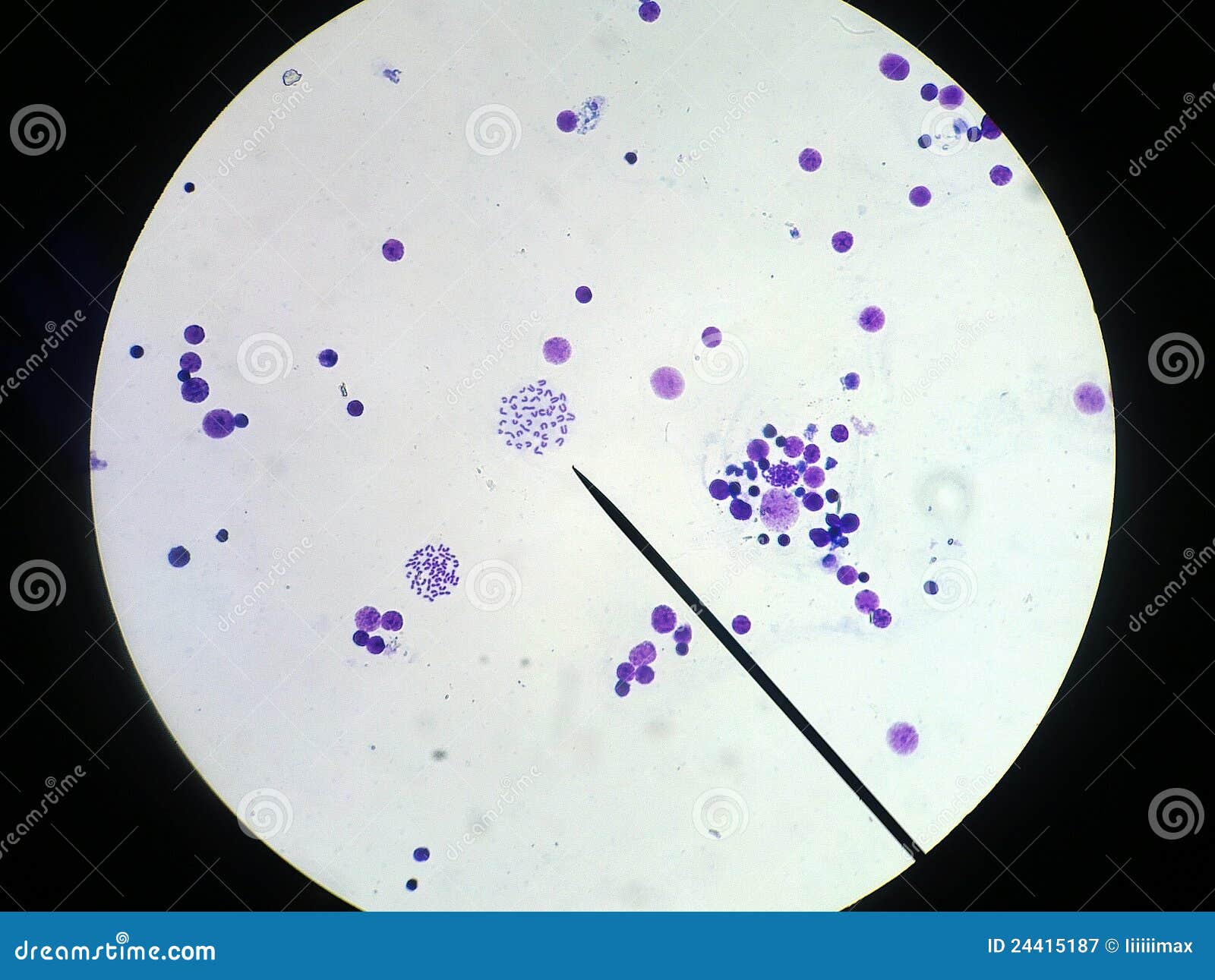 Laboratory Mouse Under The Microscope Stock Photo | CartoonDealer.com ...