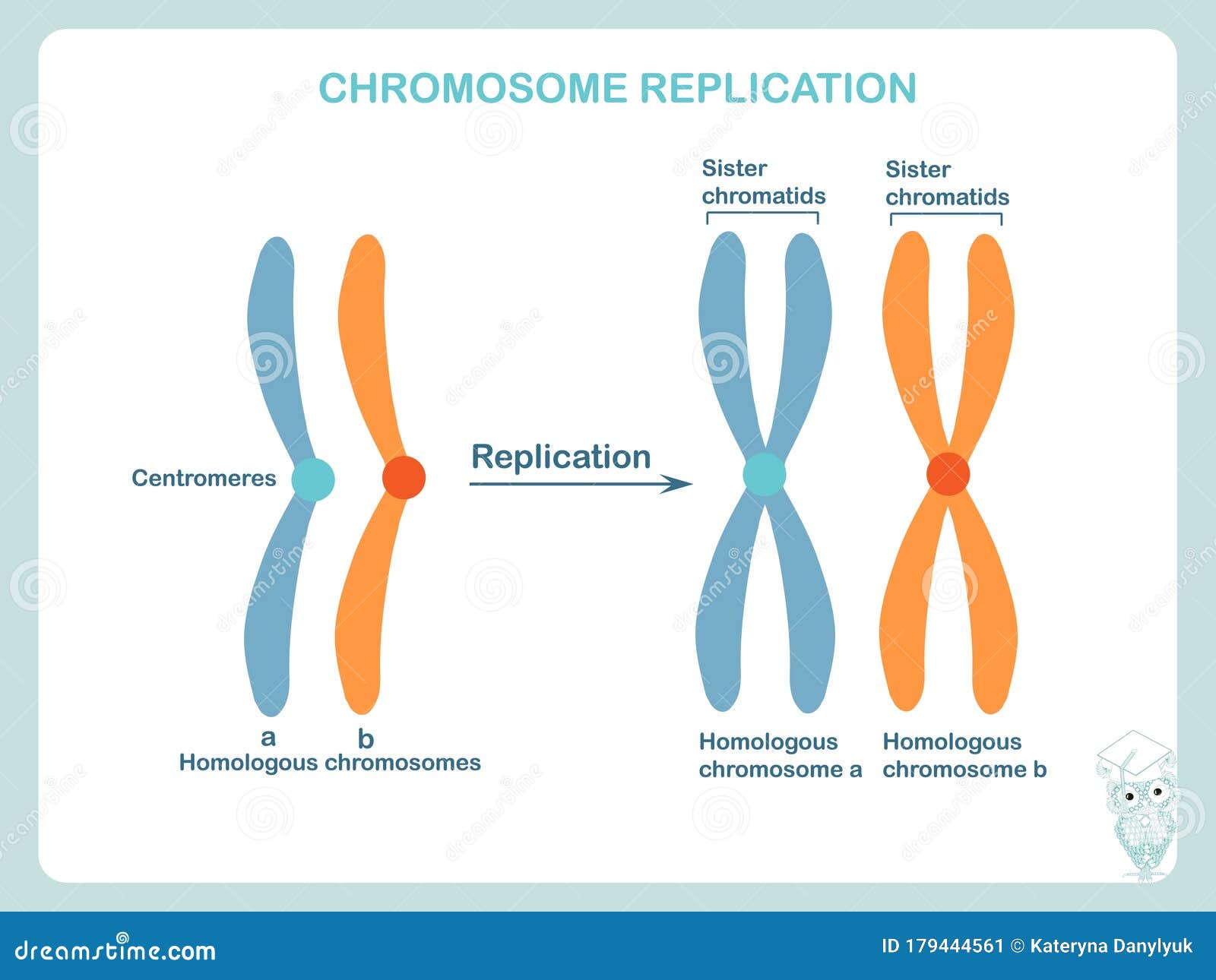 Eukaryotic Chromosome Structure Chromatin Chromatid Dna Eukaryotic Chromosome Structure Chromatin Chromatid Dna