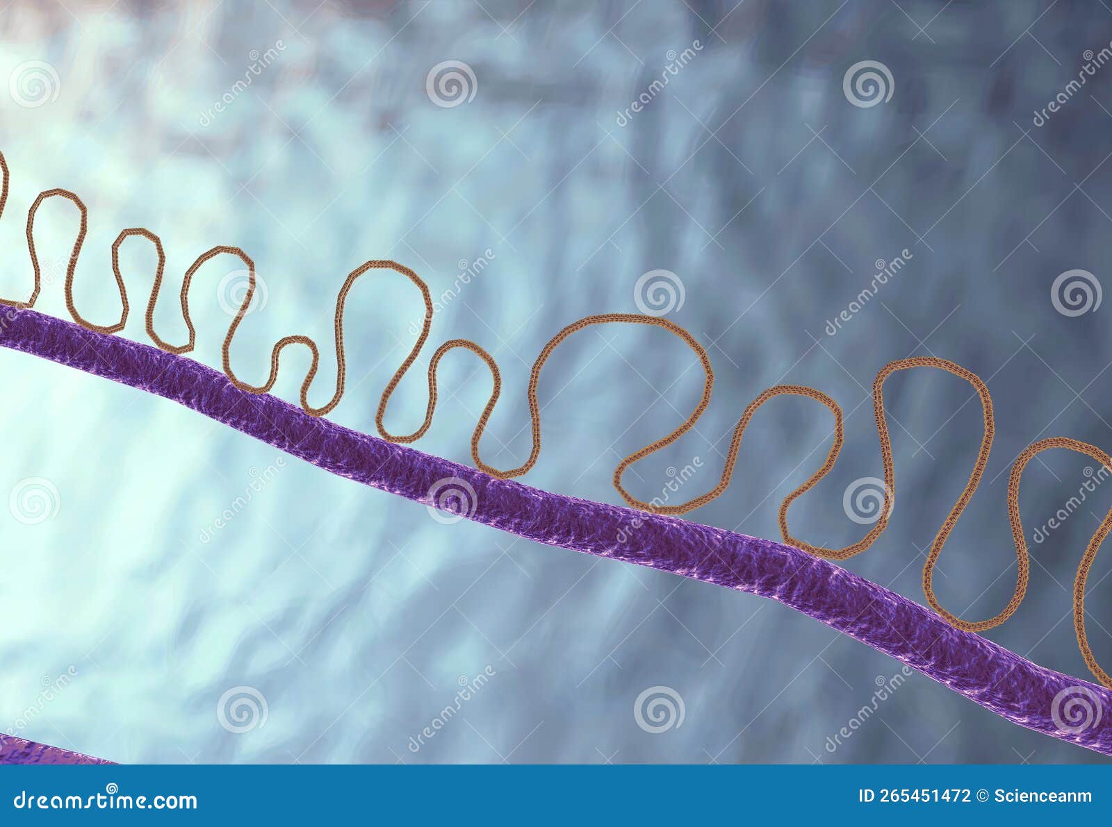 Chromosomes are Thread-like Structures in Which DNA is Tightly Packaged ...