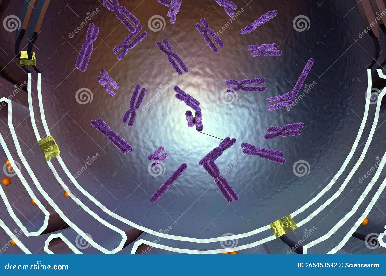 Chromosomes are Thread-like Structures in Which DNA is Tightly Packaged ...