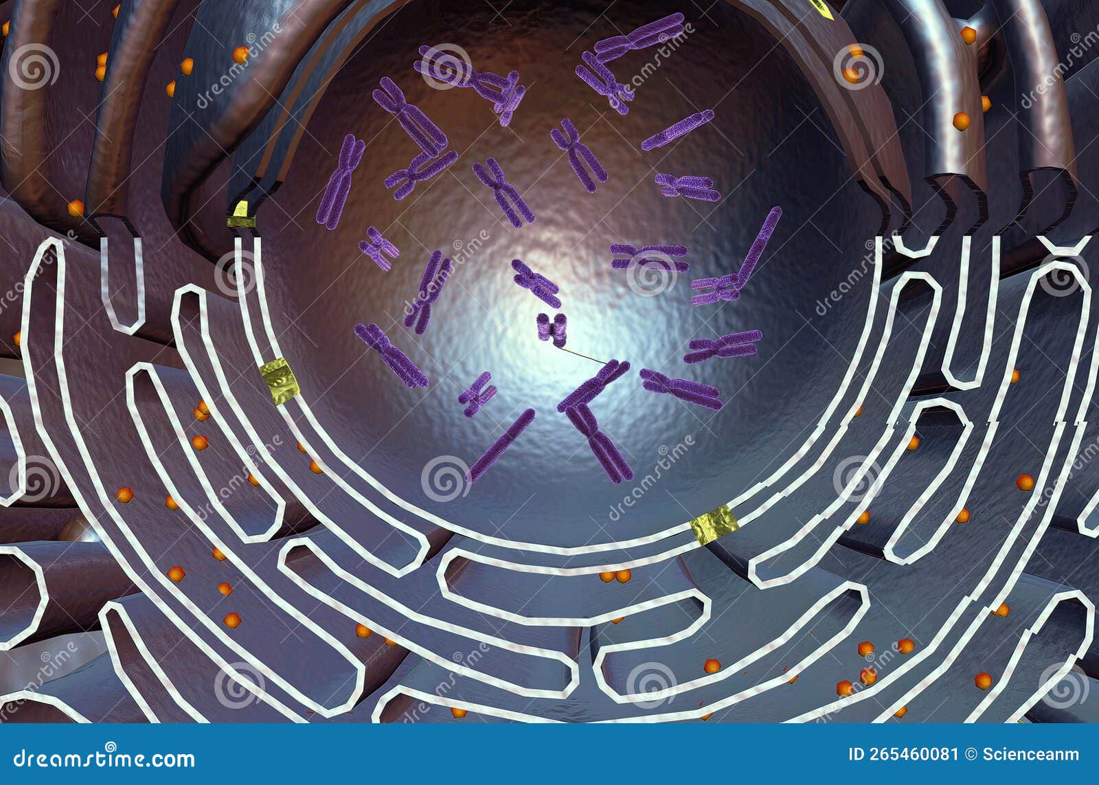 Chromosomes are Thread-like Structures in Which DNA is Tightly Packaged ...