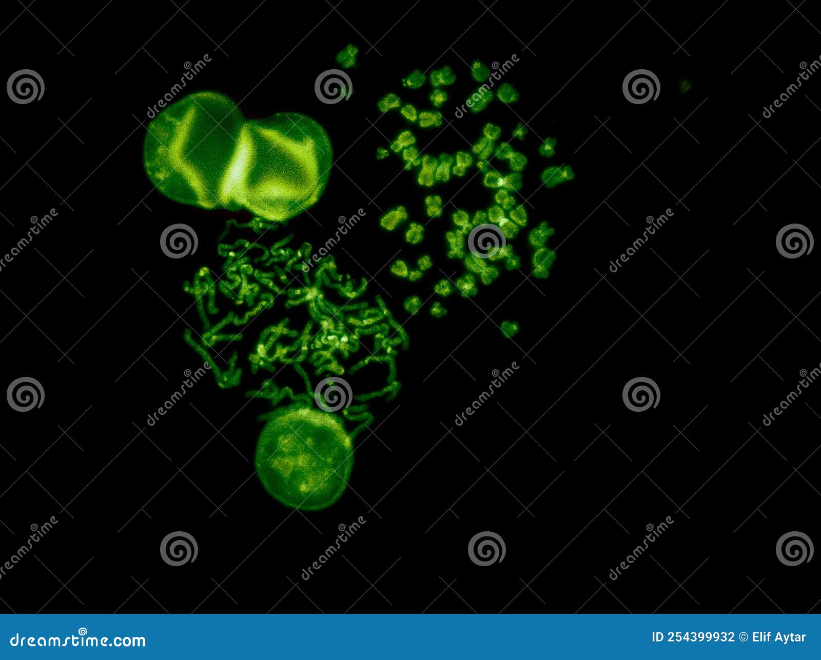 Chromosomes Under Fluorescence Microscope, Green Colored Human ...