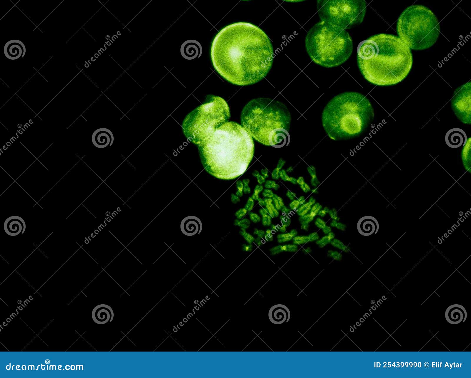 Chromosomes Under Fluorescence Microscope, Green Colored Human ...