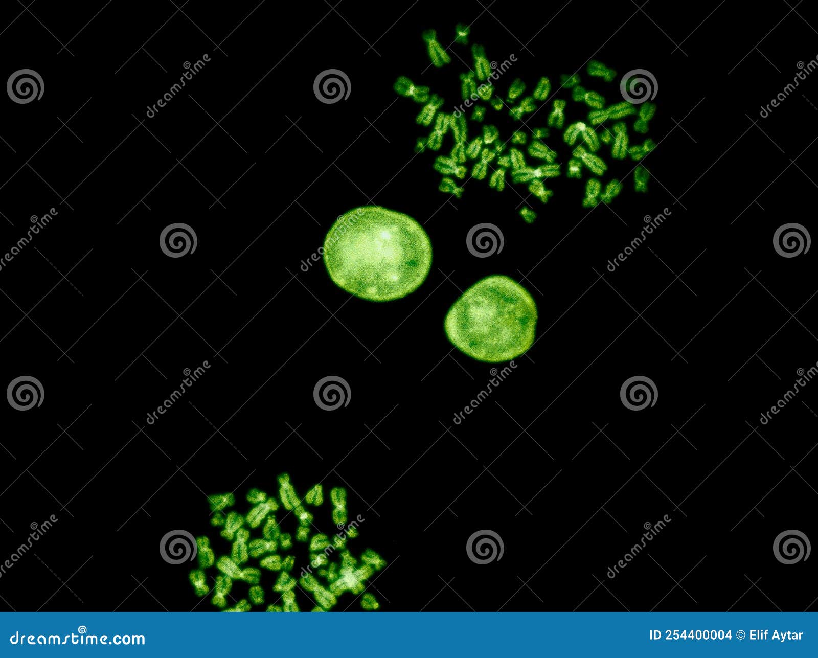 Chromosomes Under Fluorescence Microscope, Green Colored Human ...