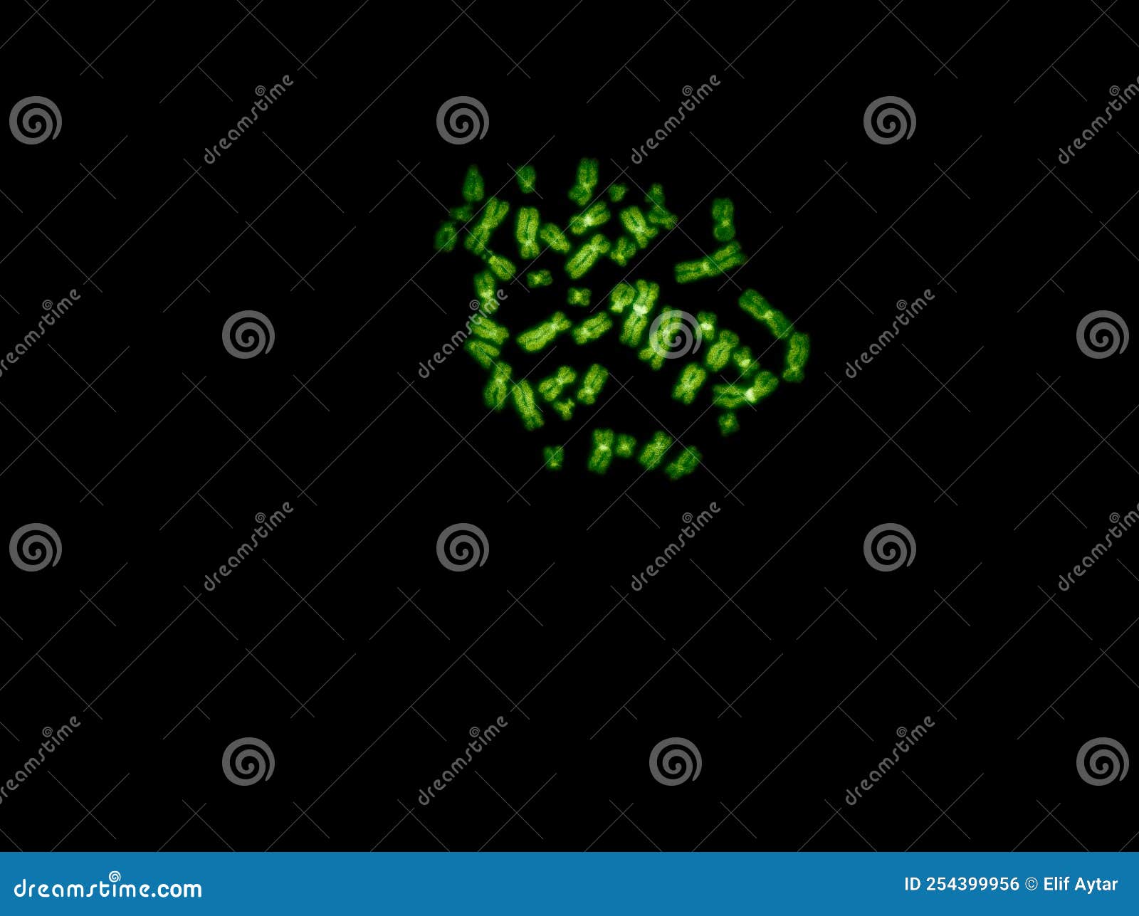 Chromosomes Under Fluorescence Microscope, Green Colored Human ...