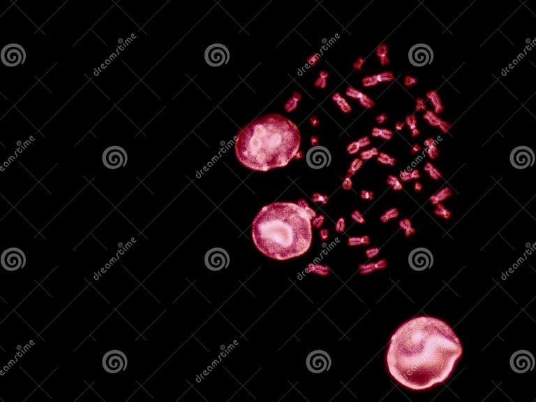 Chromosomes Under Fluorescence Microscope, Red Colored Human ...