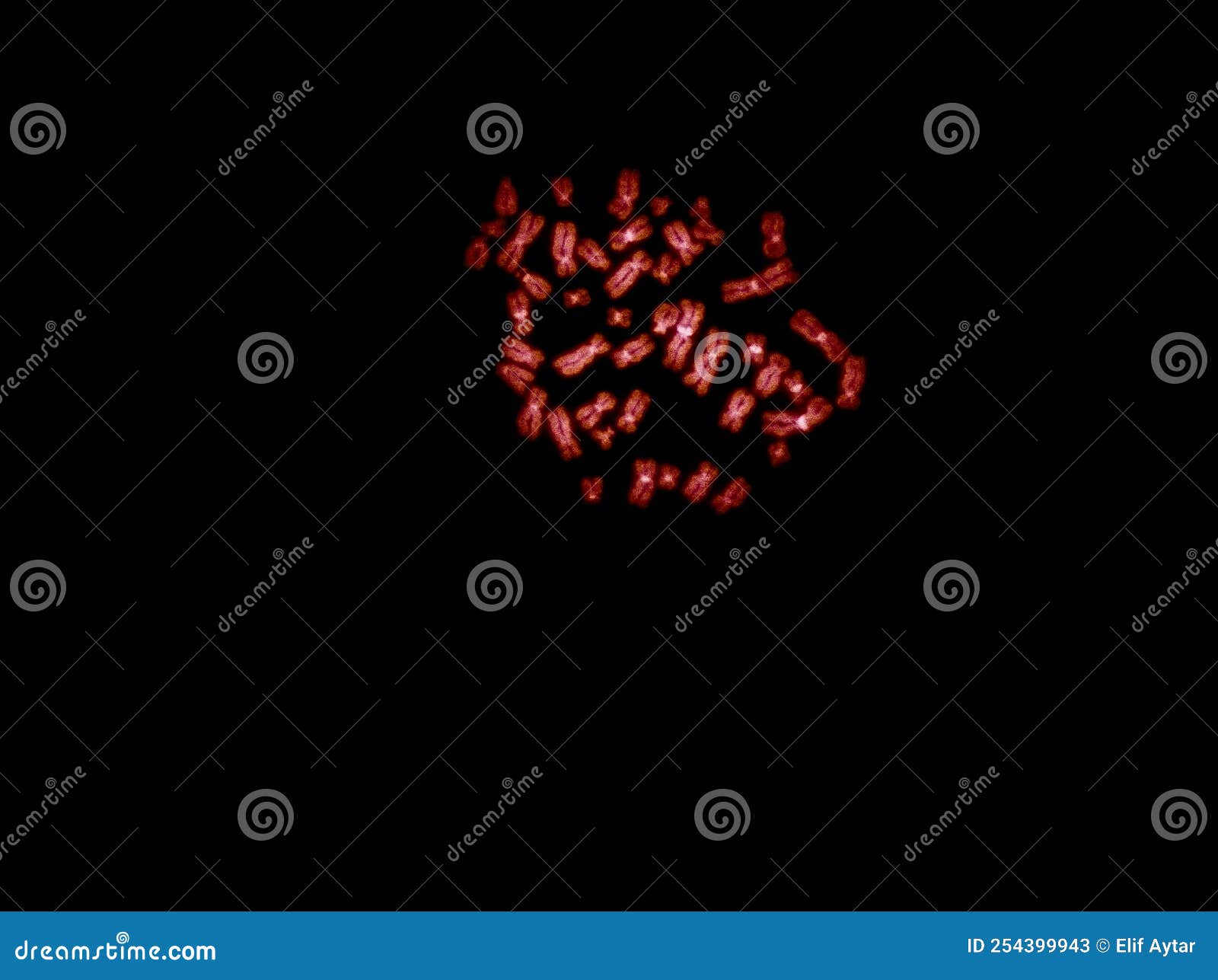 Chromosomes Under Fluorescence Microscope, Red Colored Human ...