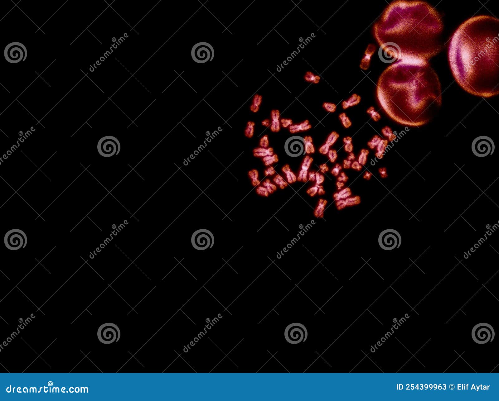 Chromosomes Under Fluorescence Microscope, Red Colored Human ...