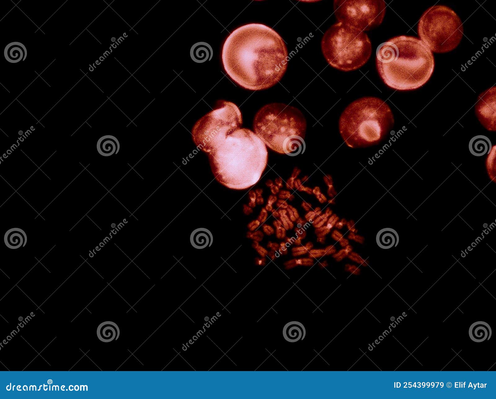 Chromosomes Under Fluorescence Microscope, Red Colored Human ...