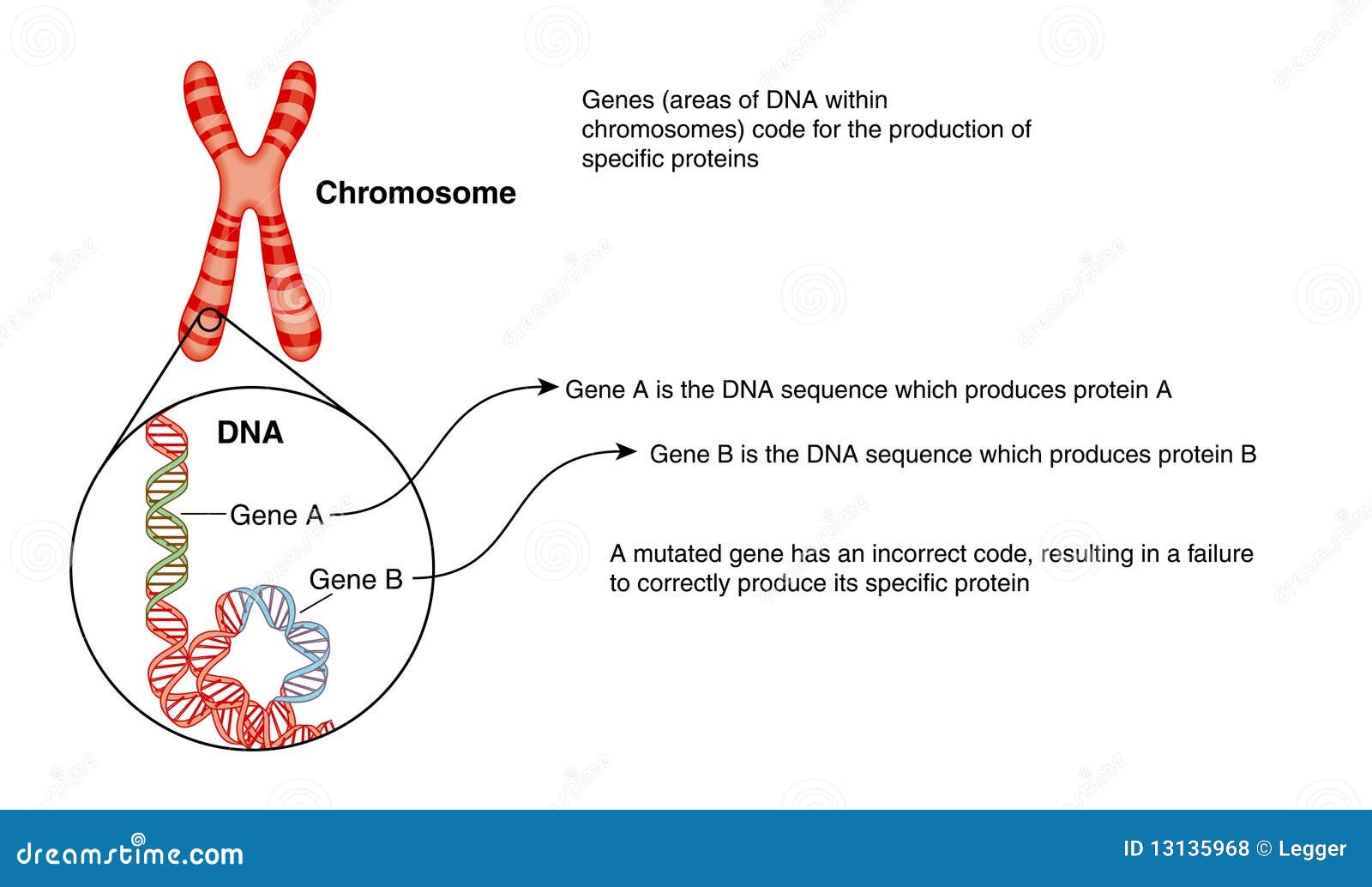 Chromosoom en DNA vector illustratie. Illustration of biologie - 13135968
