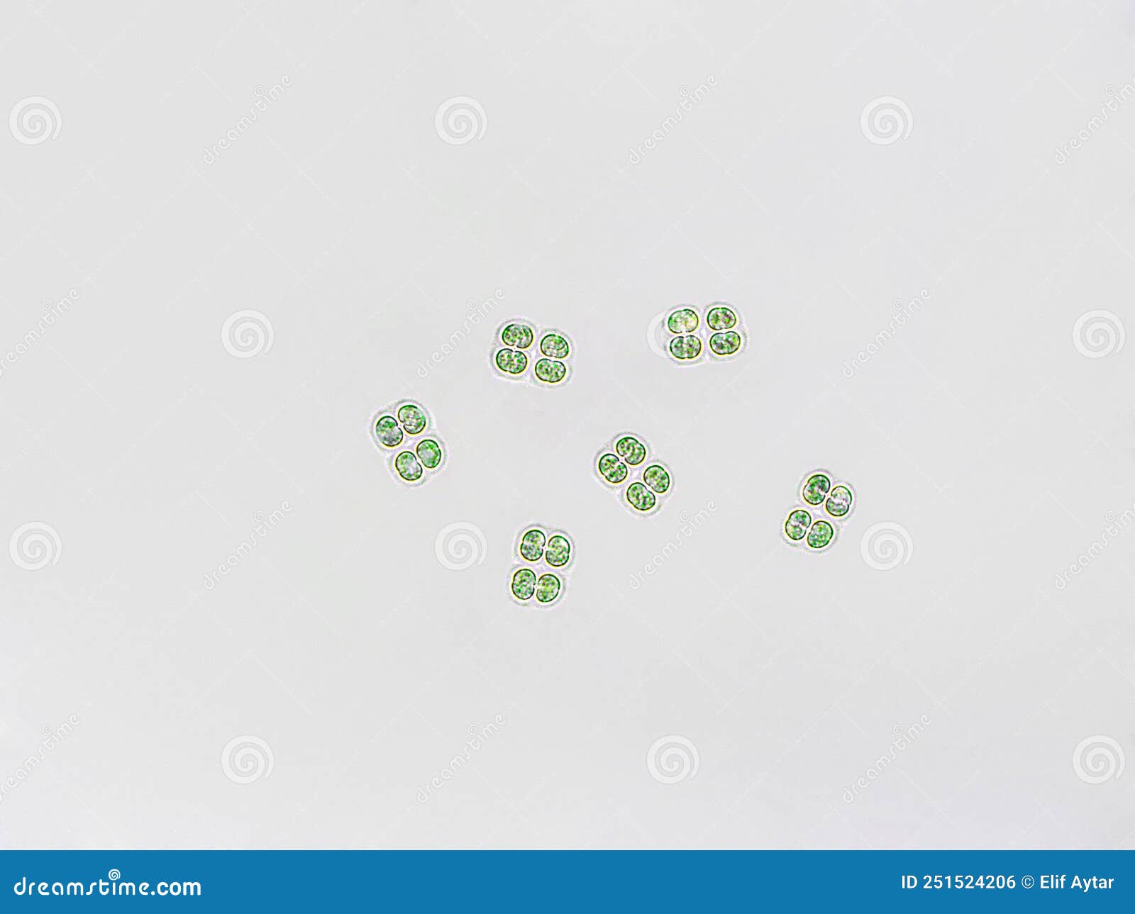 Chroococcus Sp. Algae Under Microscopic View, Cyanobacteria Stock Photo ...