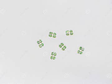 Chroococcus Sp. Algae Under Microscopic View, Cyanobacteria Stock Photo ...