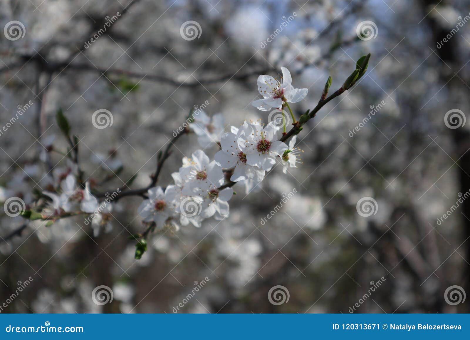 Chrry Tree Stock Photos - Free & Royalty-Free Stock Photos from Dreamstime