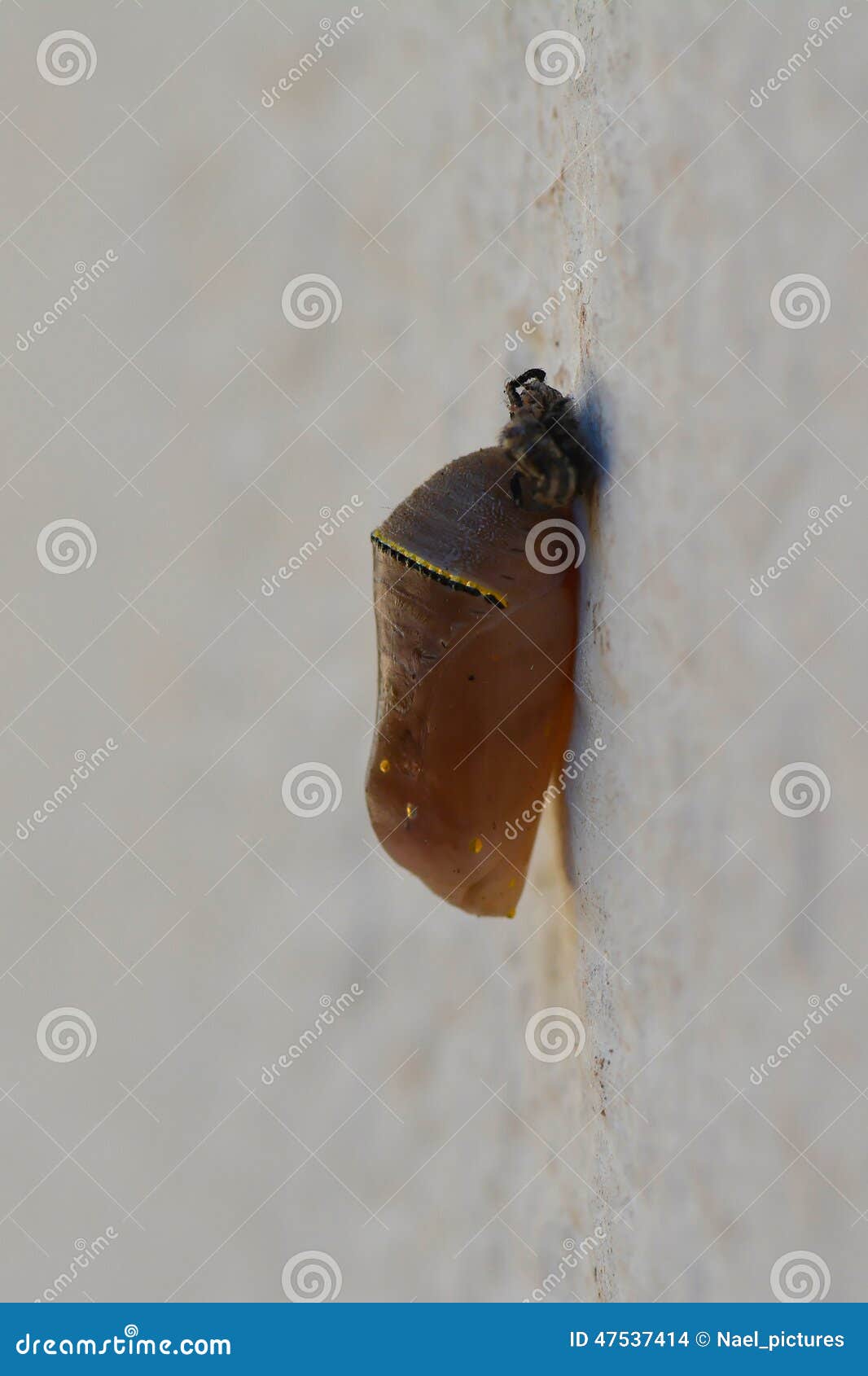 The chrysalid stock photo. Image of yellow, chrysalid - 47537414