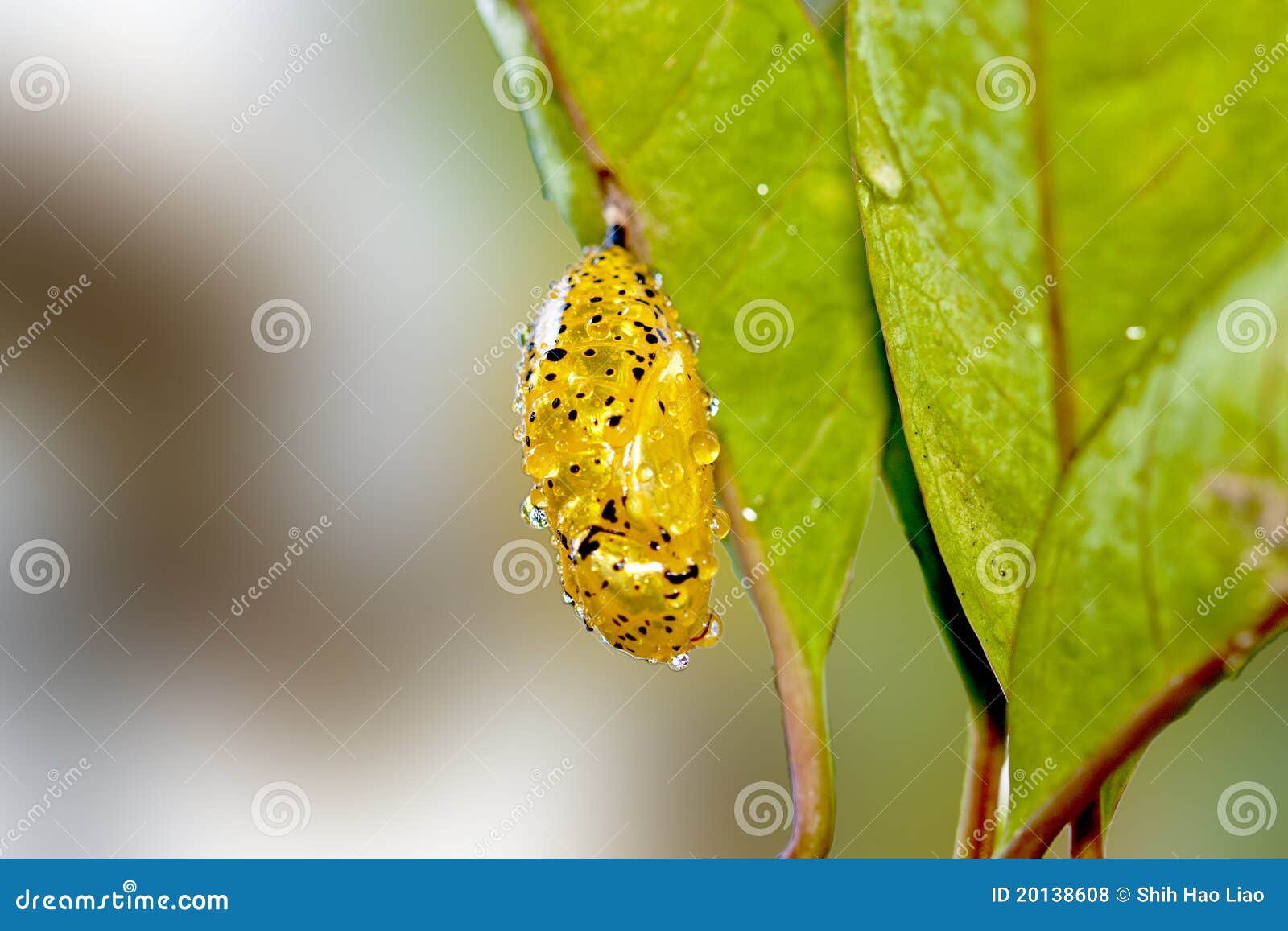 Chrysalide de guindineau photo stock. Image du biologique - 20138608
