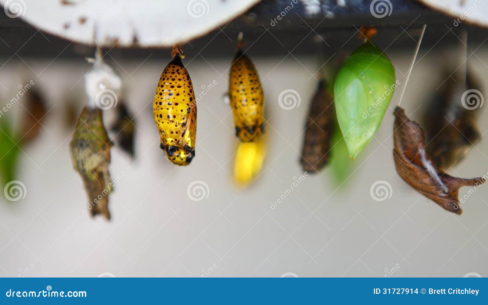 Chrysalide de papillon photo stock. Image du cocon, nature - 31727914