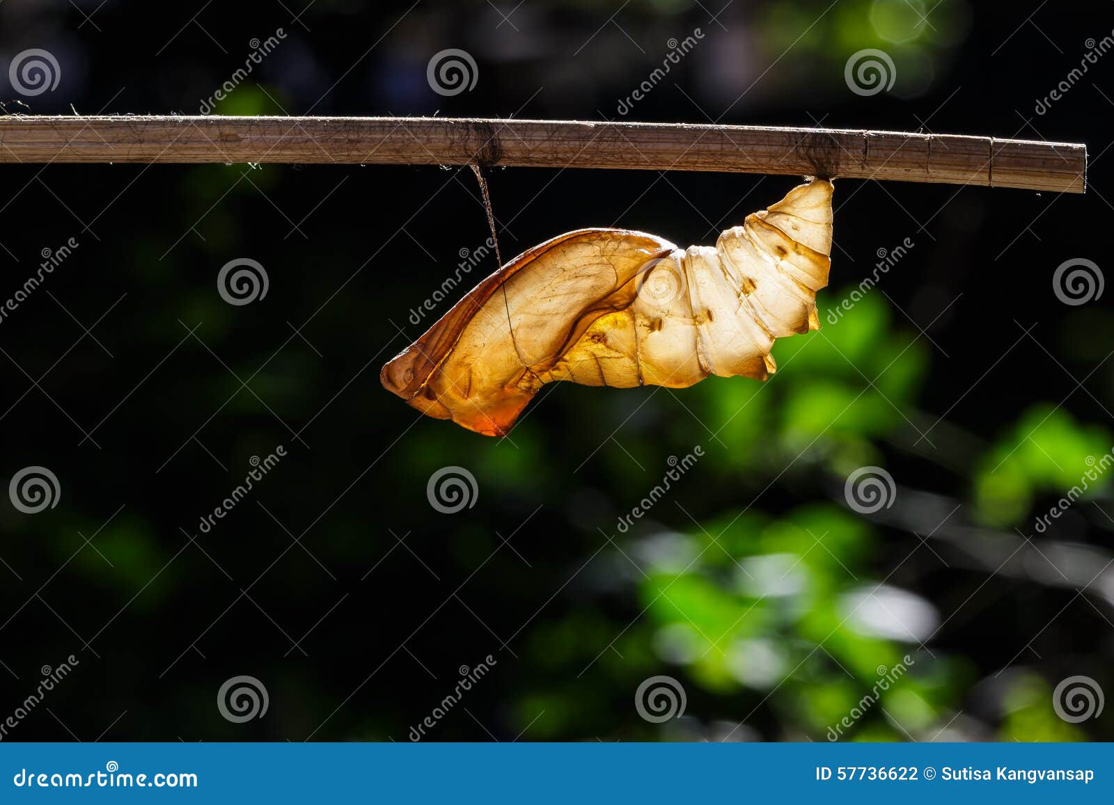 Chrysalide De Shell De Papillon Birdwing Commun Photo stock - Image du ...