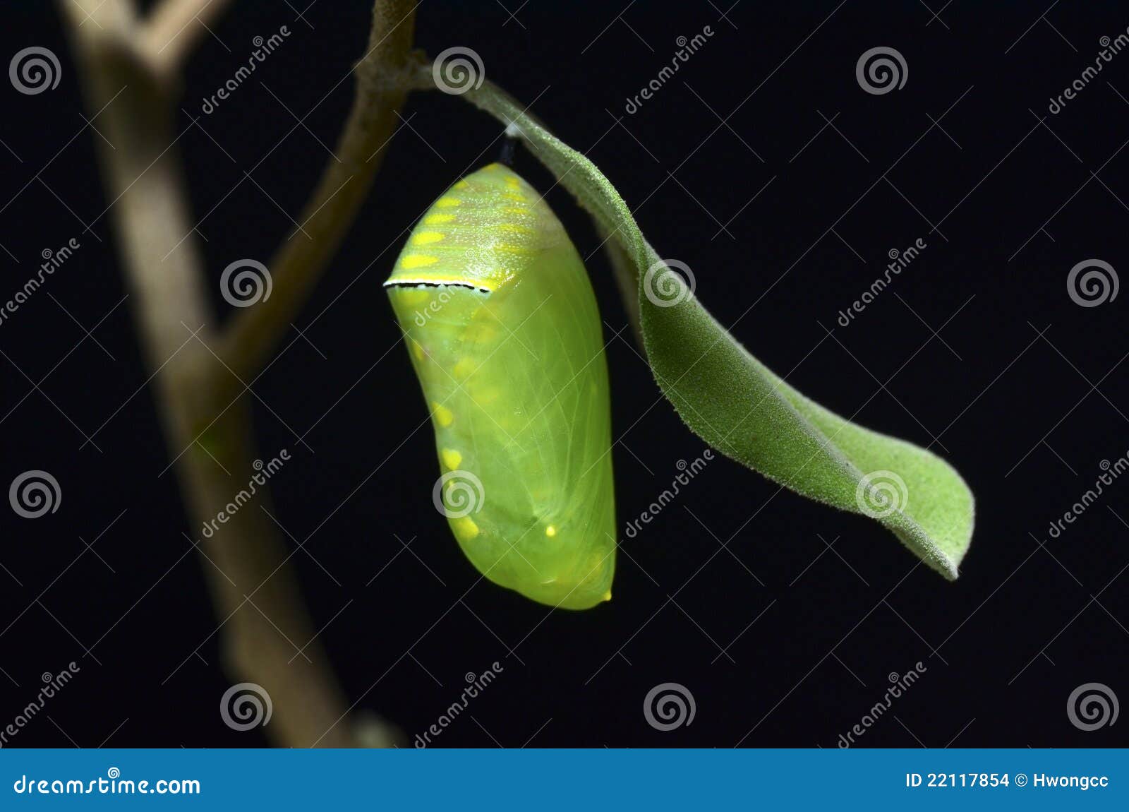 Chrysalide Sur Le Fond Noir Photo stock - Image du insecte ...
