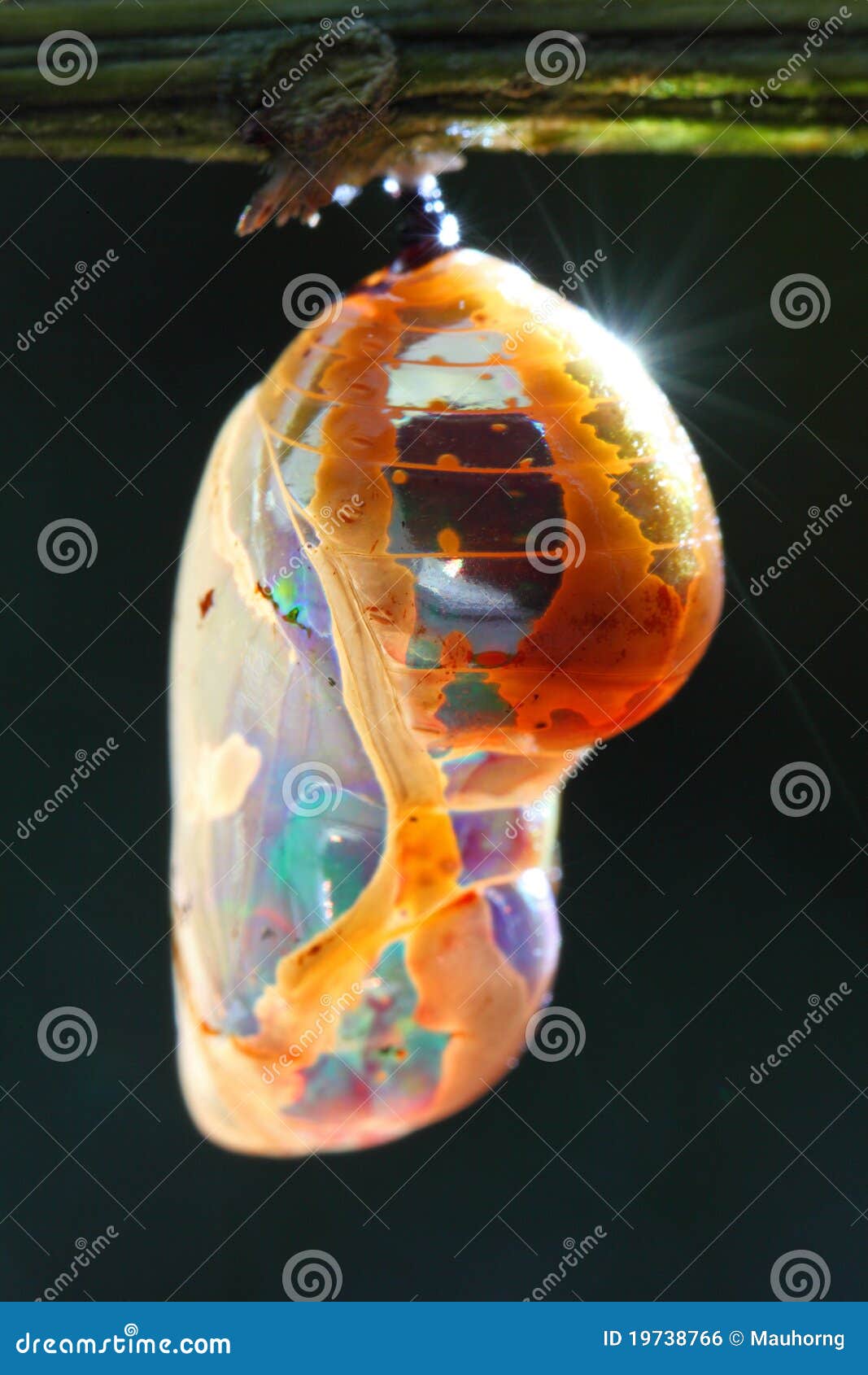 Chrysalides Photos Stock - Téléchargez 8,053 Photos libres de droits