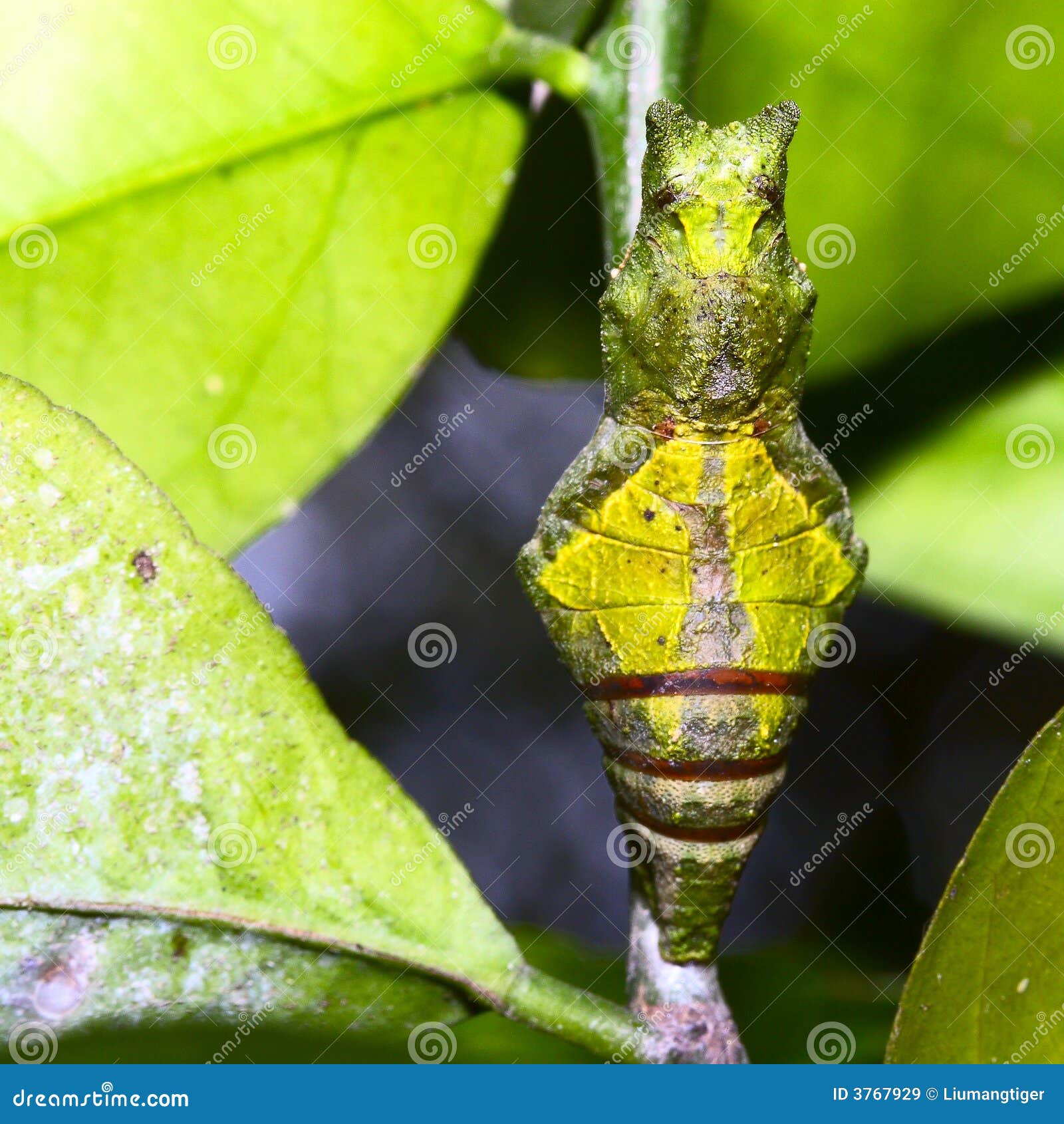 Chrysalides Stock Photo | CartoonDealer.com #3767929