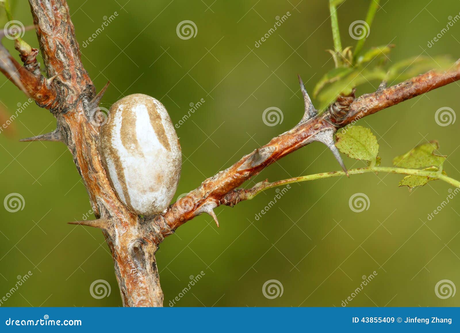 Chrysalides d'insecte image stock. Image du animal, anomalies - 43855409