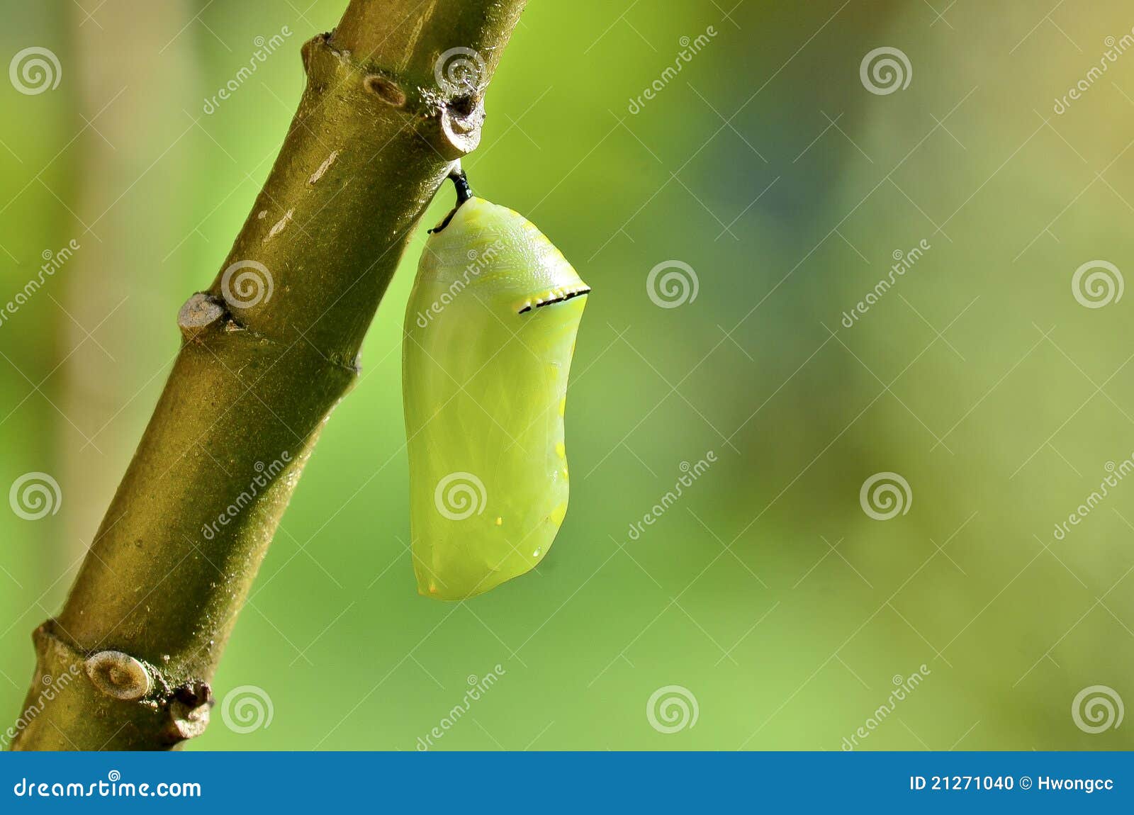Chrysalis stock photo. Image of holometabole, transition - 21271040