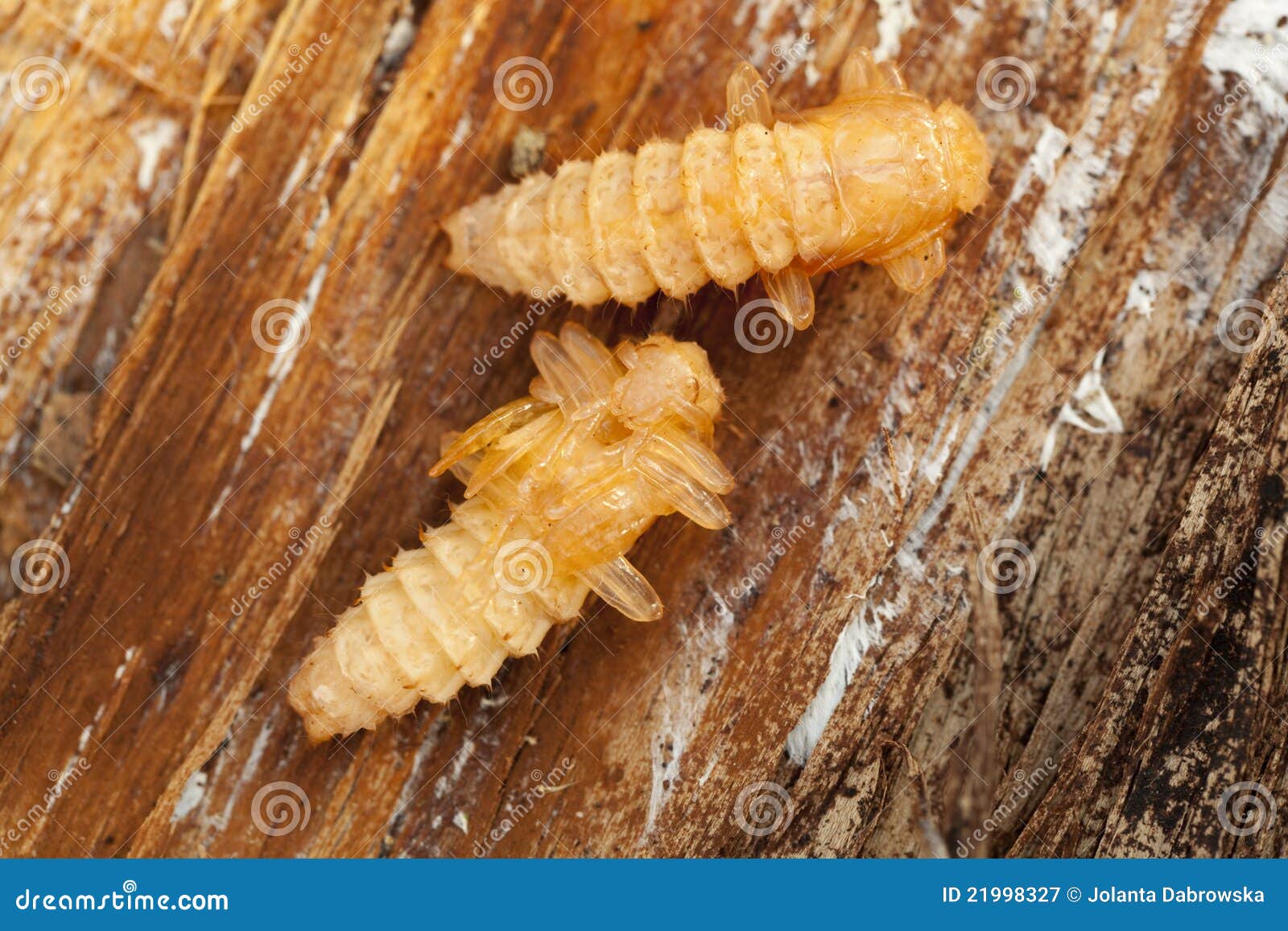 Chrysalis stock image. Image of rhagium, young, chrysalis - 21998327