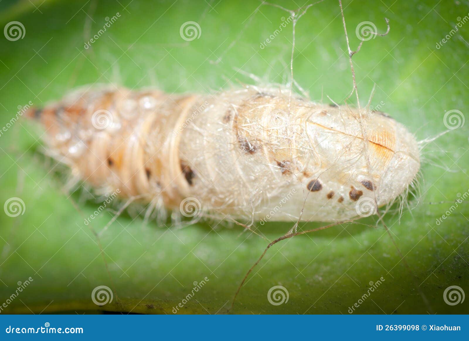 A chrysalis stock photo. Image of oecology, metamorphosis - 26399098