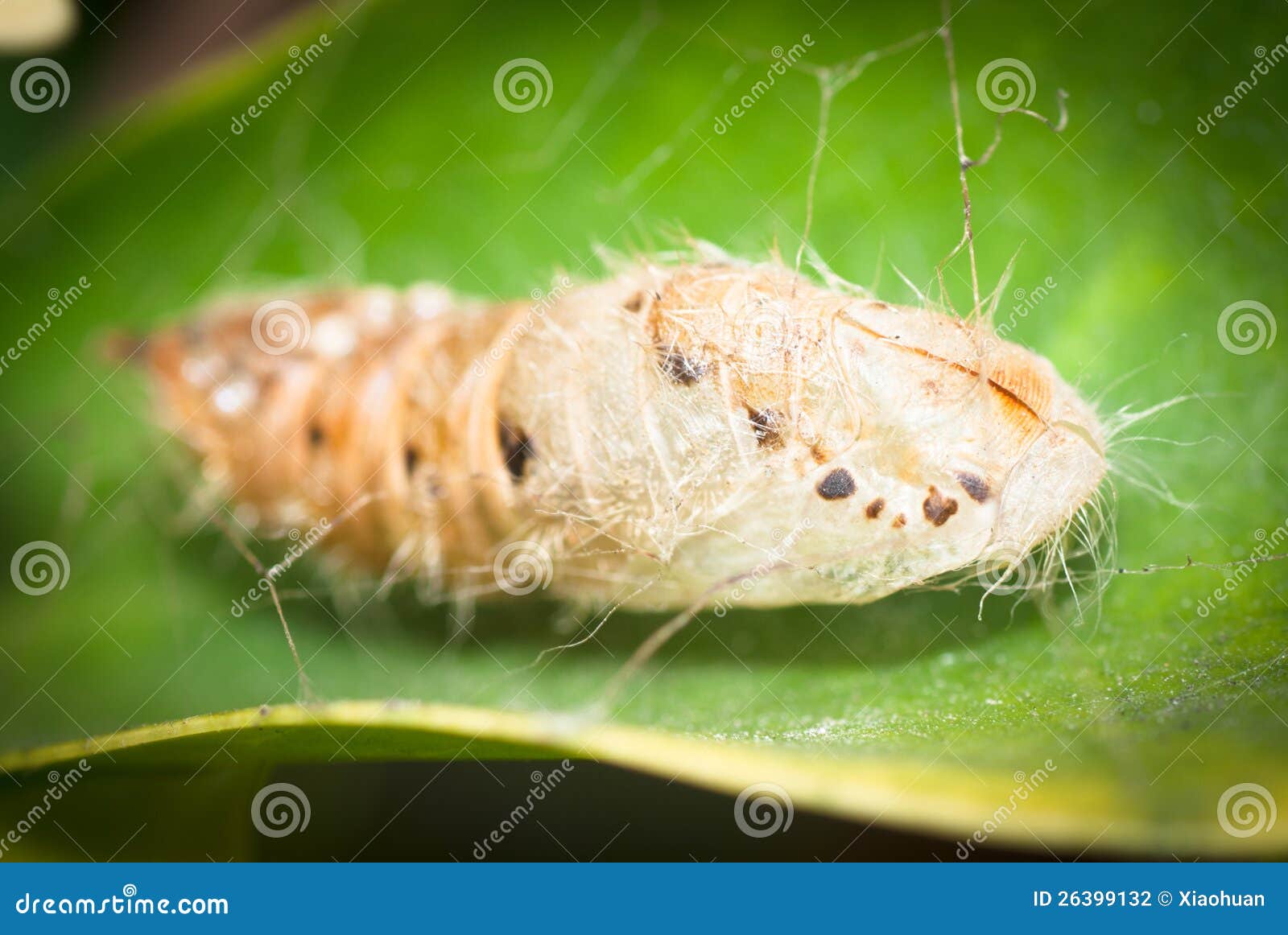 A chrysalis stock photo. Image of holometabole, development - 26399132