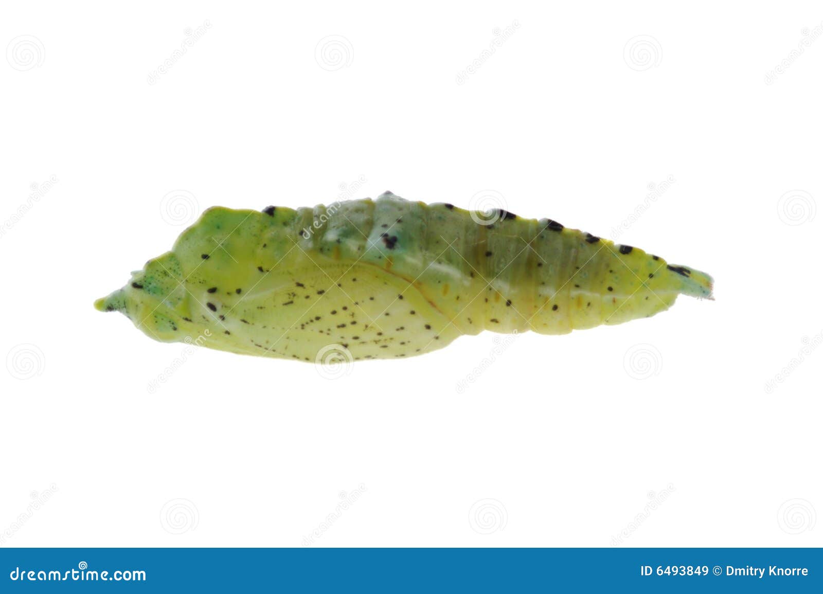 Chrysalis stock image. Image of nature, closeup, biology - 6493849