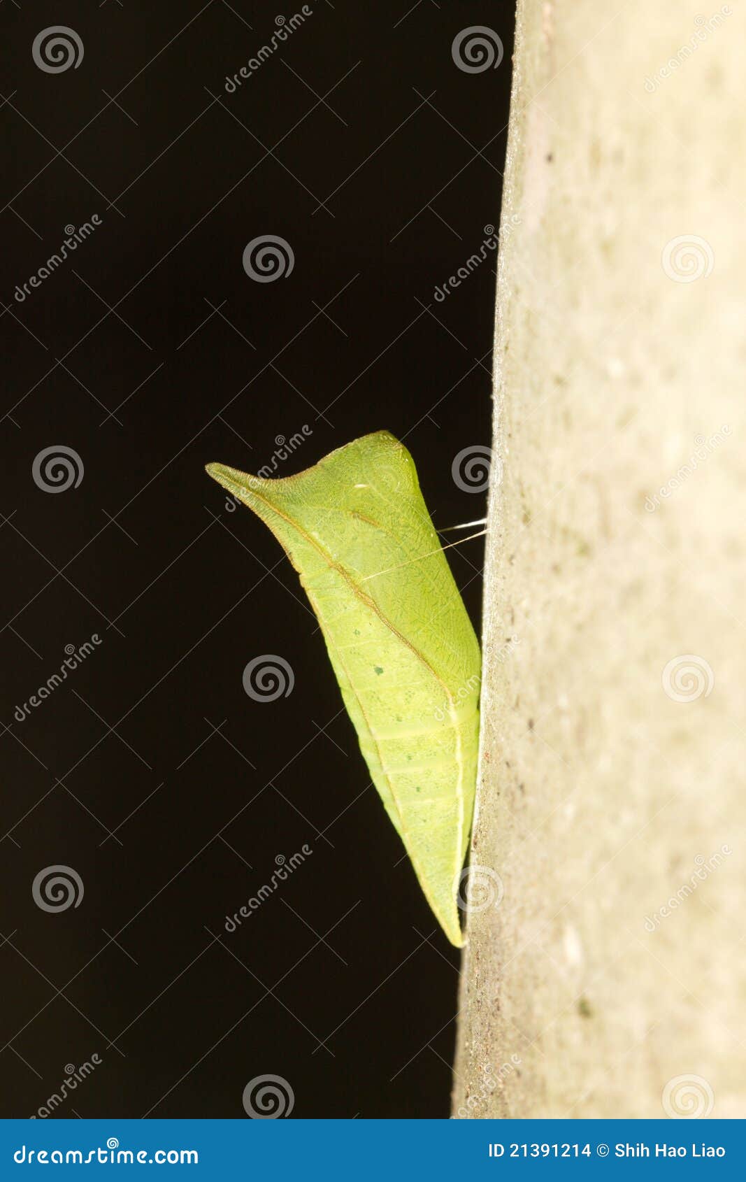 Chrysalis of butterfly stock photo. Image of entomology - 21391214
