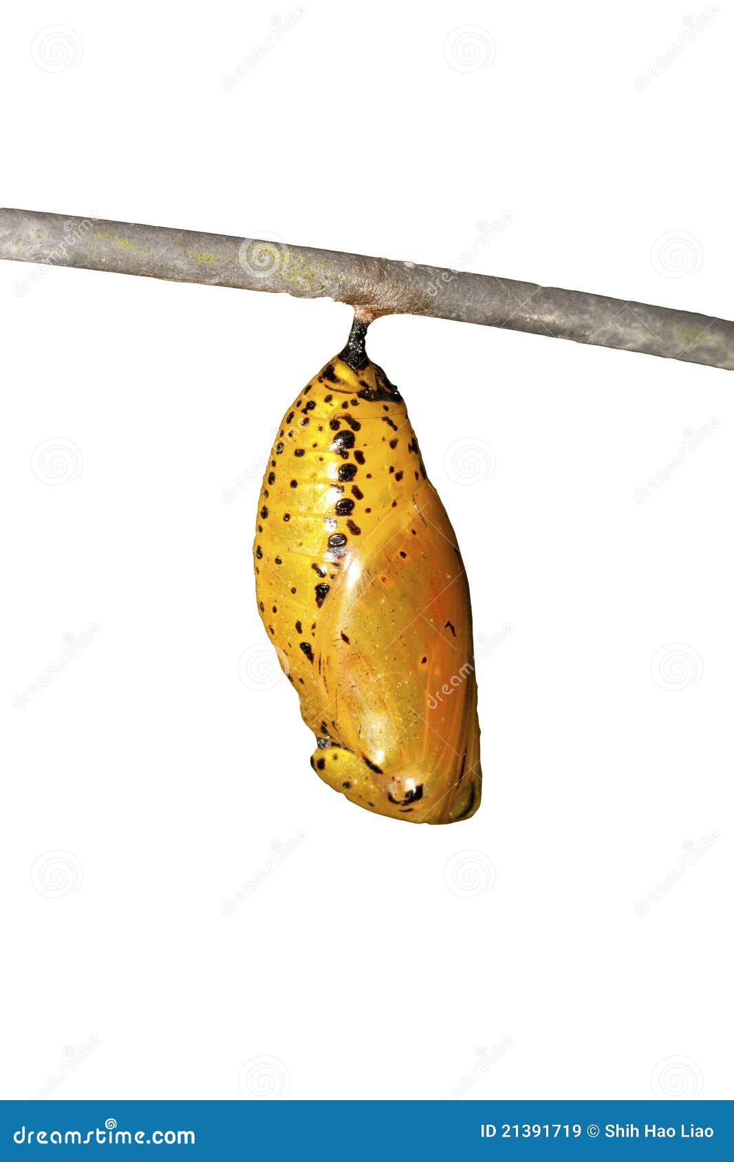 Chrysalis of butterfly stock image. Image of nymph, instar - 21391719