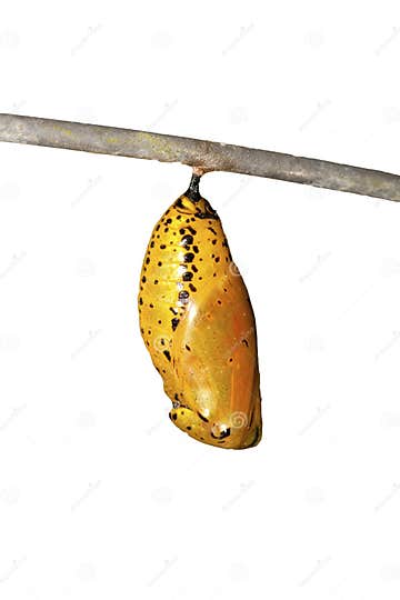 Chrysalis of butterfly stock image. Image of nymph, instar - 21391719