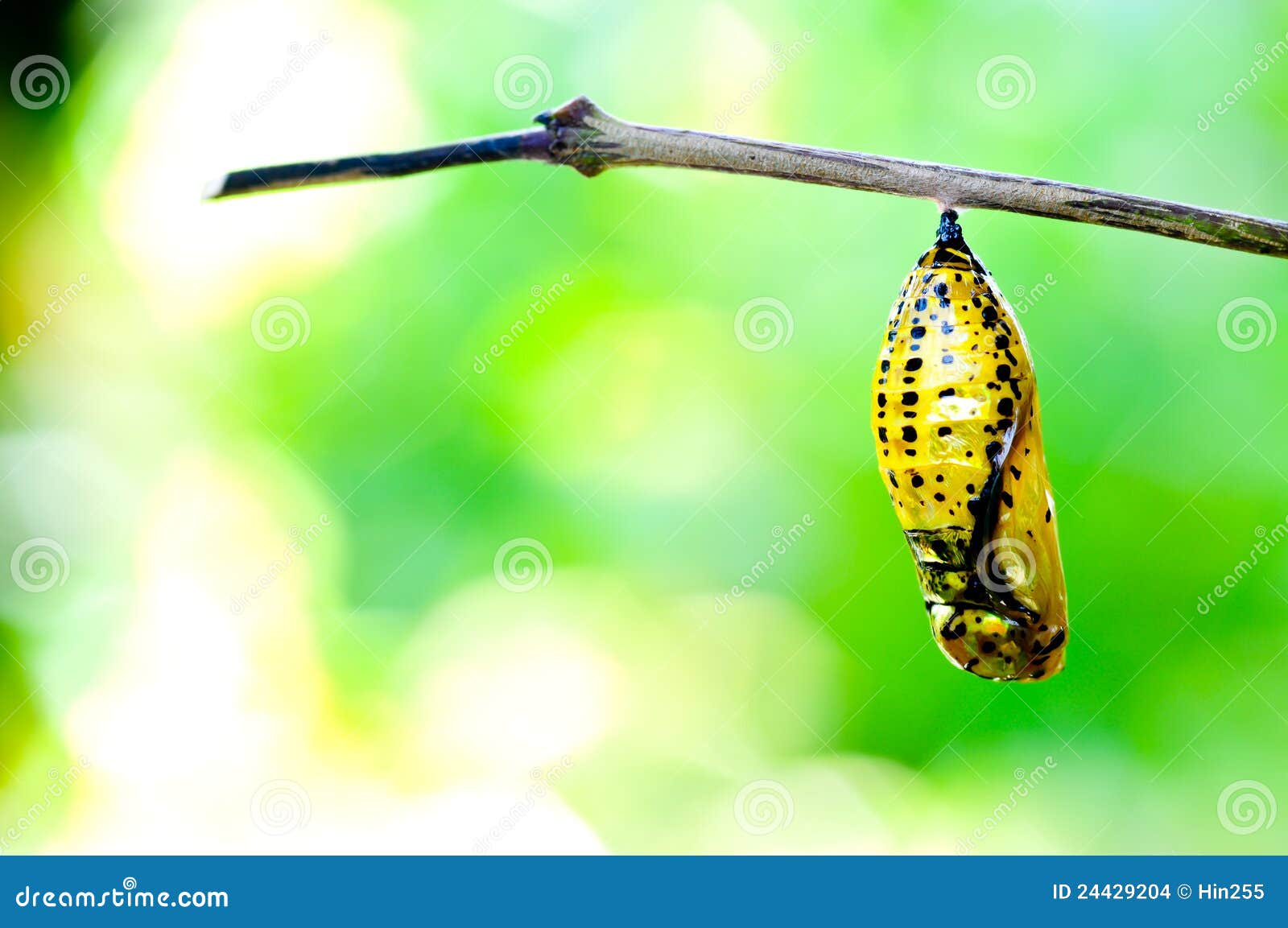 Chrysalis butterfly stock photo. Image of jungle, hang - 24429204