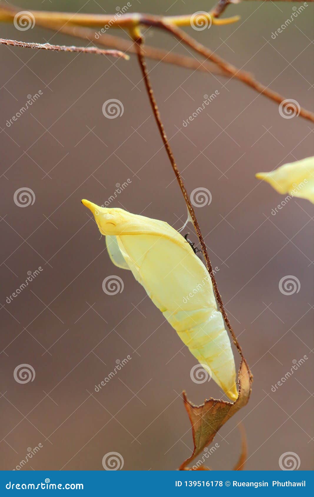 Chrysalis Butterfly stock photo. Image of closeup, cycle - 139516178
