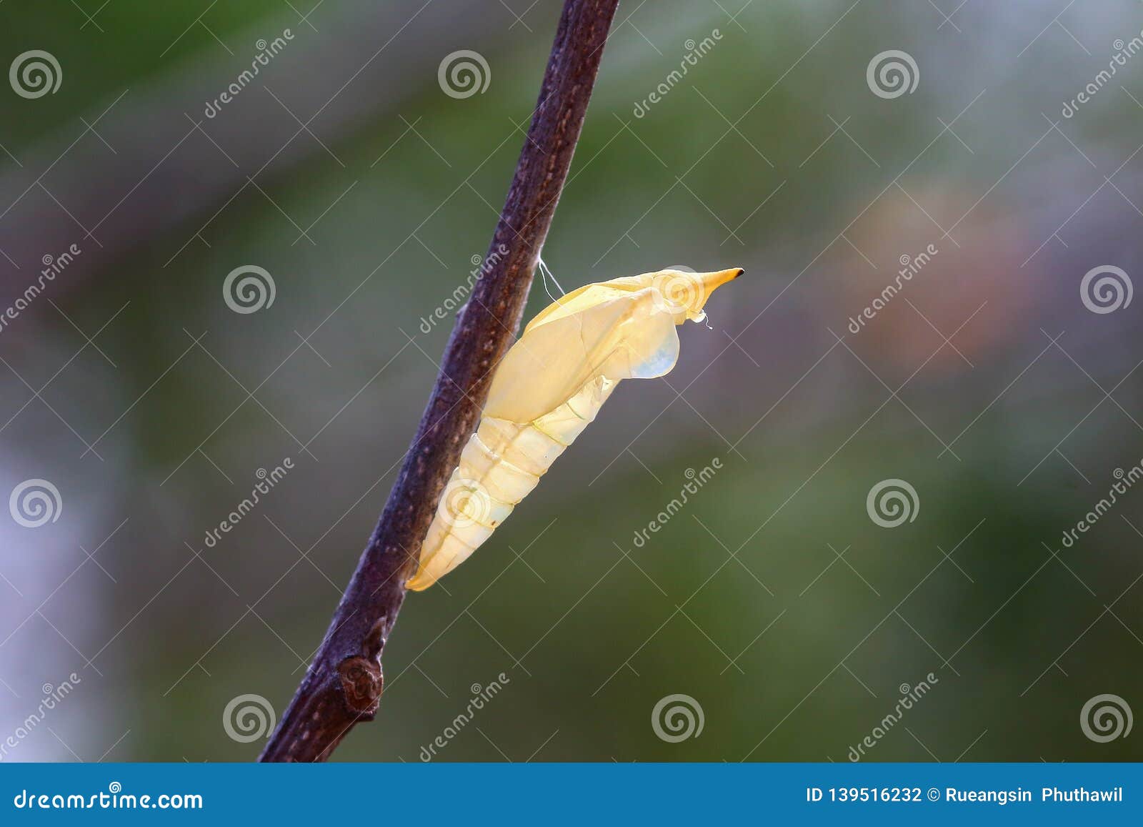 Chrysalis Butterfly stock photo. Image of butterfly - 139516232